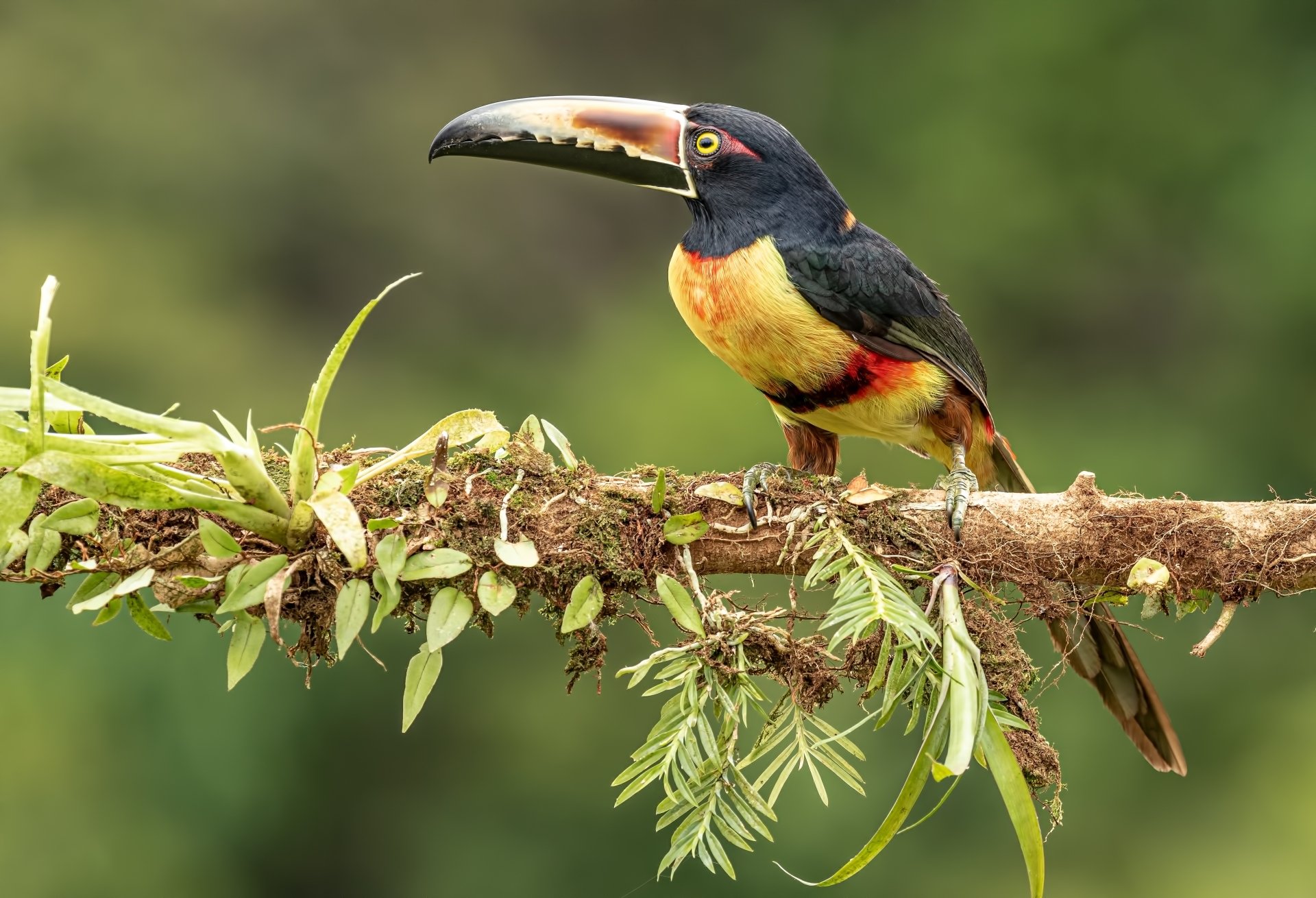 Download Bird Animal Toucan 4k Ultra HD Wallpaper