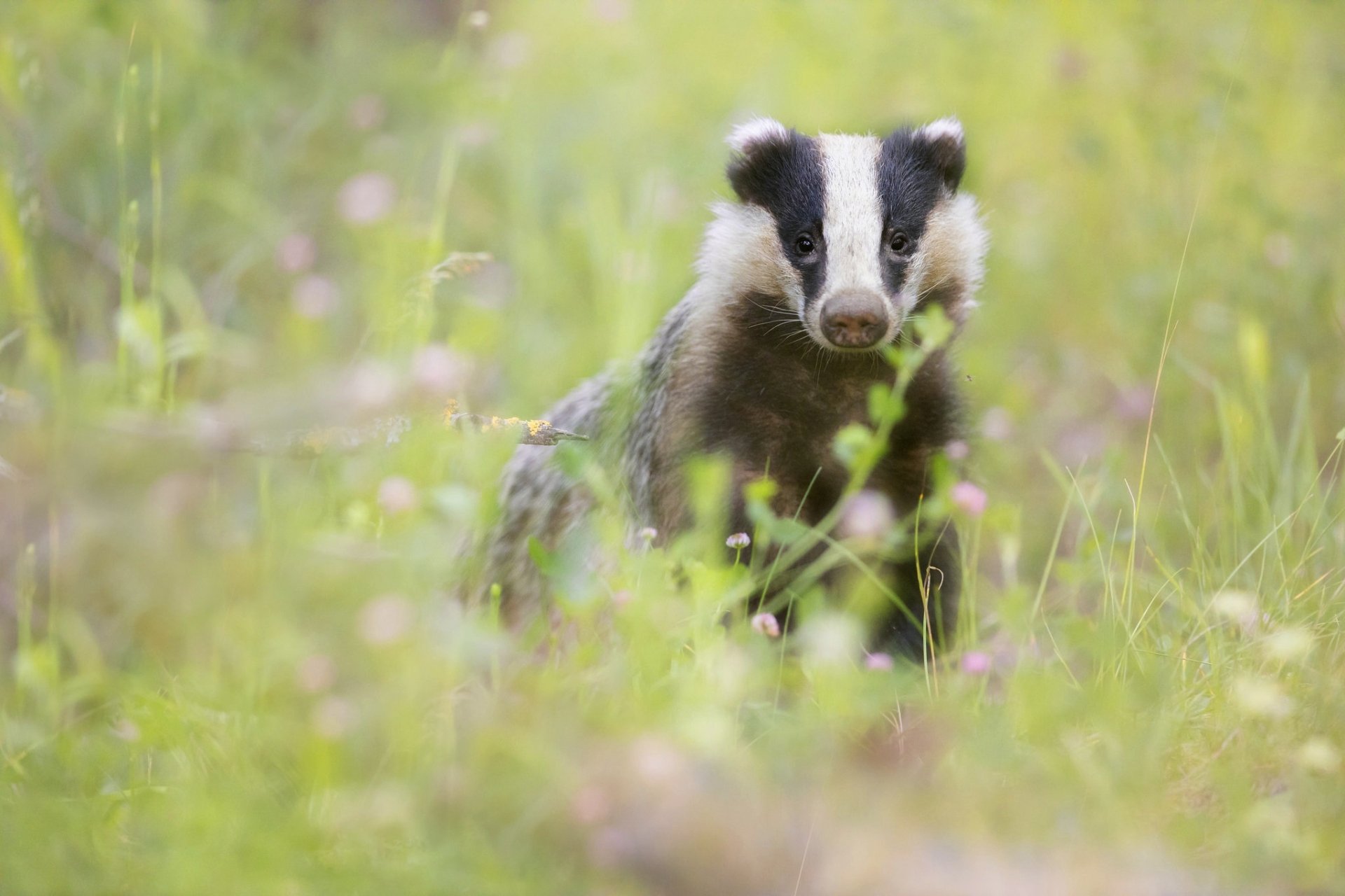 Download Animal Badger HD Wallpaper