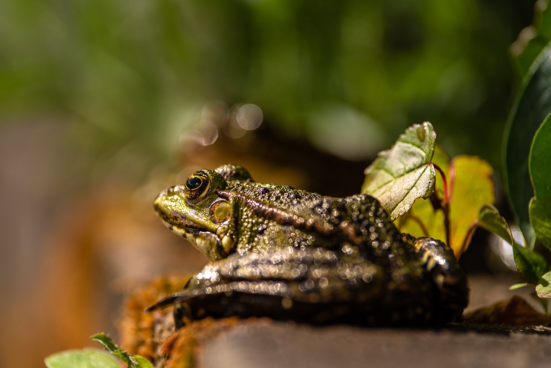 Download Amphibian Macro Animal Frog HD Wallpaper