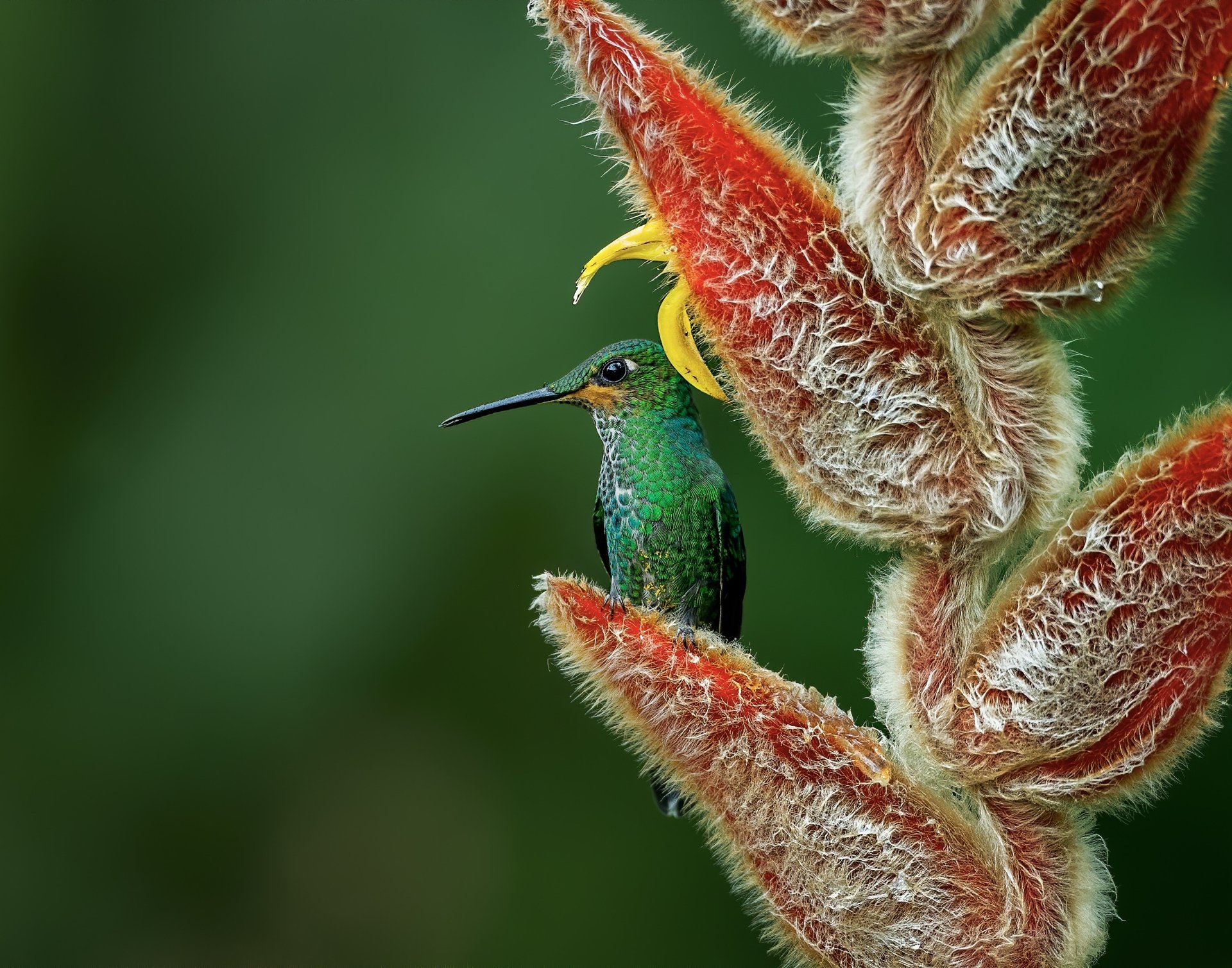 Vibrant Hummingbird and Bloom HD Wallpaper - Nature's Delicate Wonder