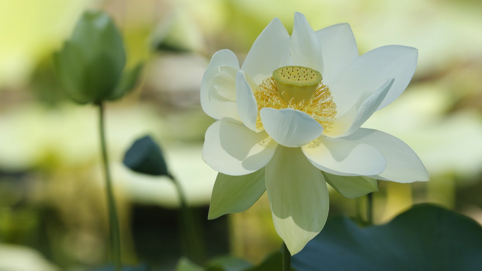 4K Ultra HD Serene Lotus Blossom in Nature's Embrace