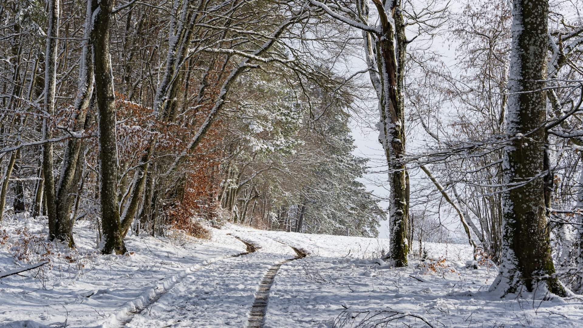 Winter Path Through Snow-Covered Forest | 4K Ultra HD Nature Wallpaper