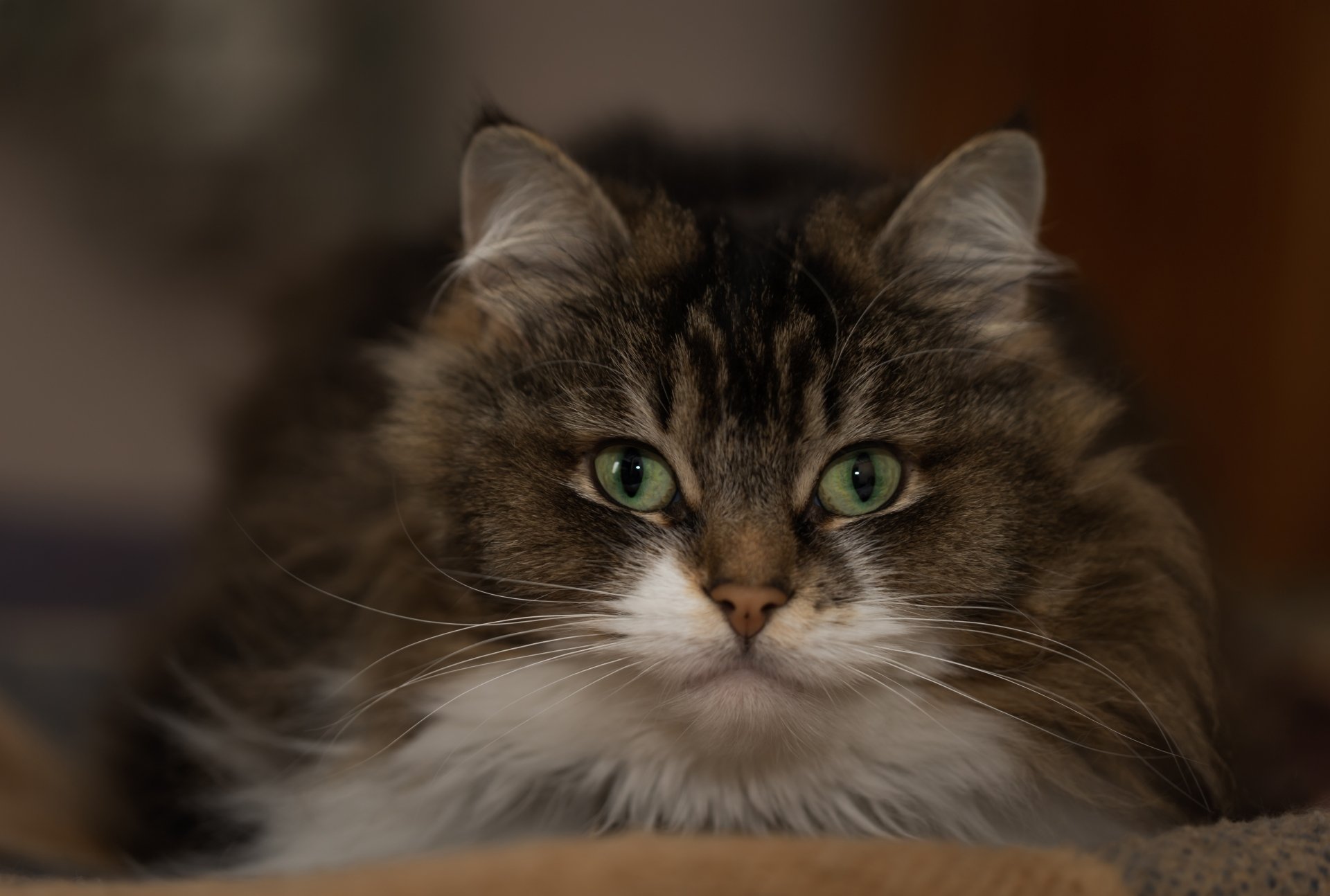 4K Ultra HD: Majestic Emerald-Eyed Longhair Cat | 4898x3301 | Wallpaper ...