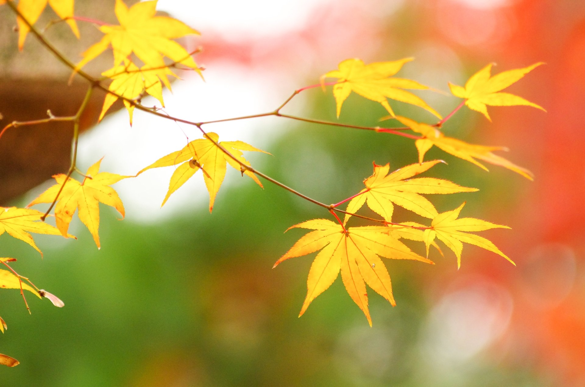 Download Maple Leaf Fall Nature Leaf HD Wallpaper