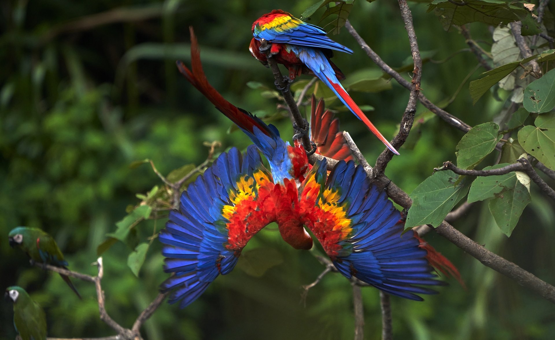 Scarlet Macaws in Flight: Vibrant HD Parrot Wildlife Wallpaper