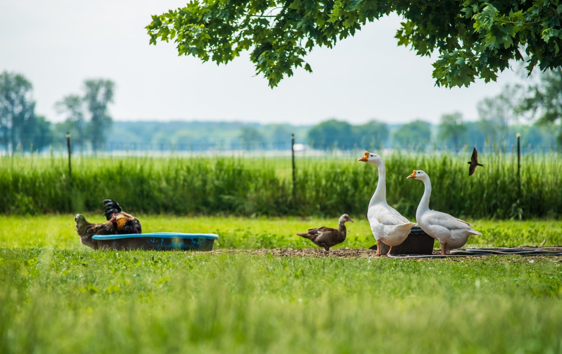 8K Ultra HD Wildlife: Serene Ducks and Geese in Lush Green Meadow