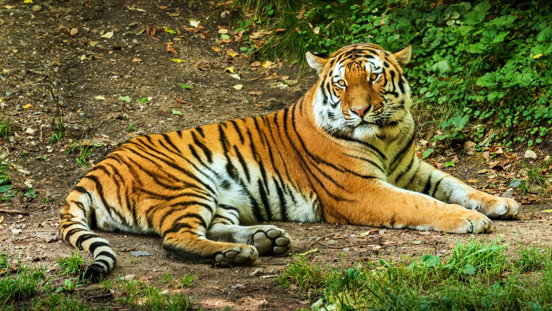 Download Animal Tiger 4k Ultra HD Wallpaper | 3840x2160 | Wallpaper Abyss