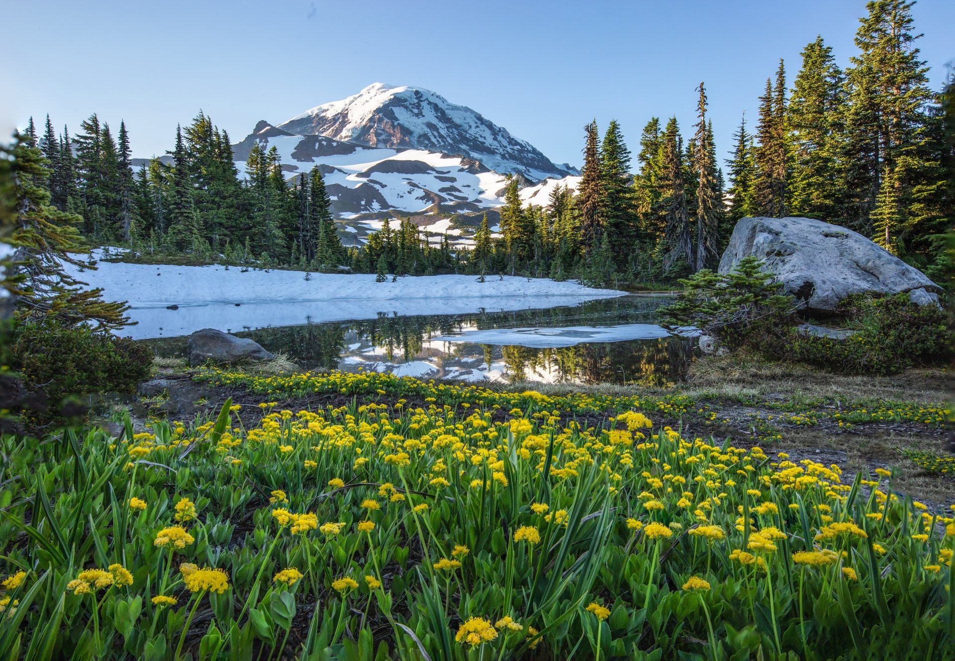 Download Spring Flower Snow Forest Nature Mountain 4k Ultra HD Wallpaper