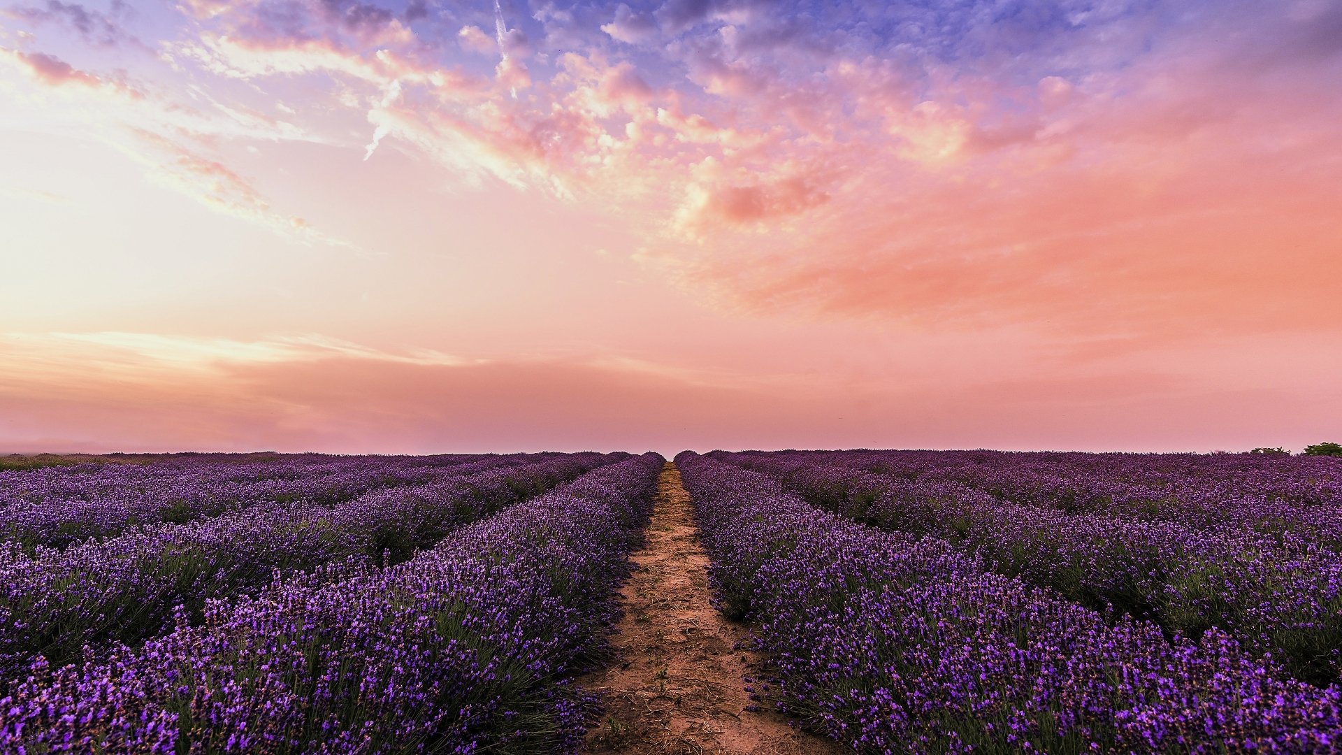Download Path Flower Sunset Sky Nature Lavender 4k Ultra HD Wallpaper ...