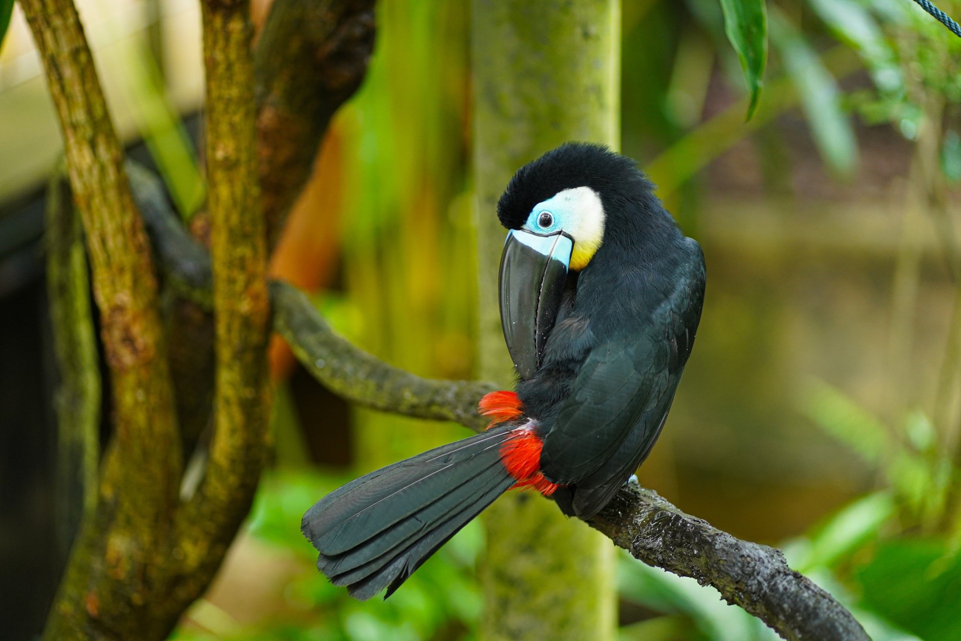 Download Branch Bird Animal Toucan 4k Ultra HD Wallpaper