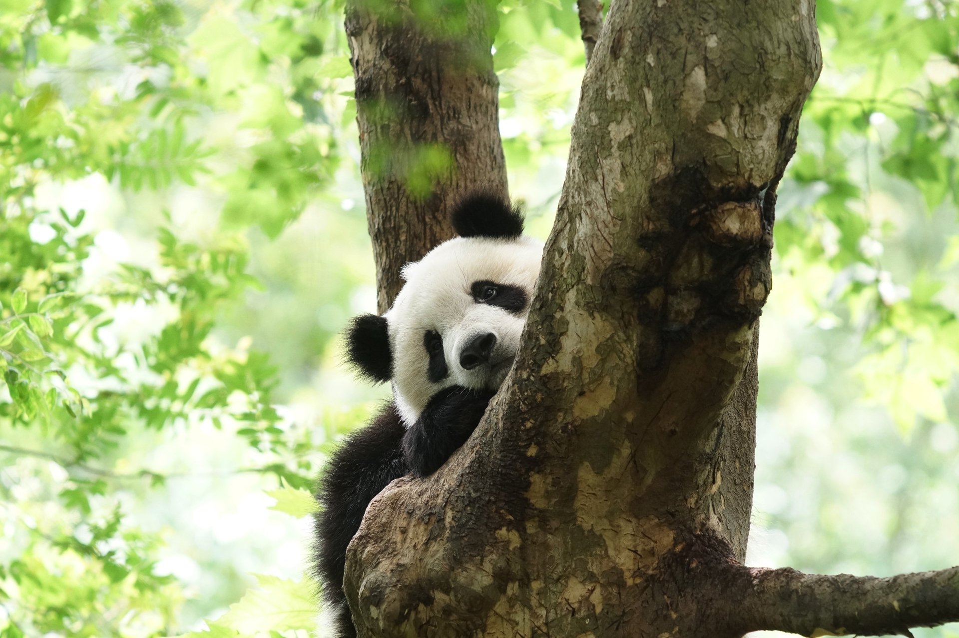 Download Animal Panda HD Wallpaper
