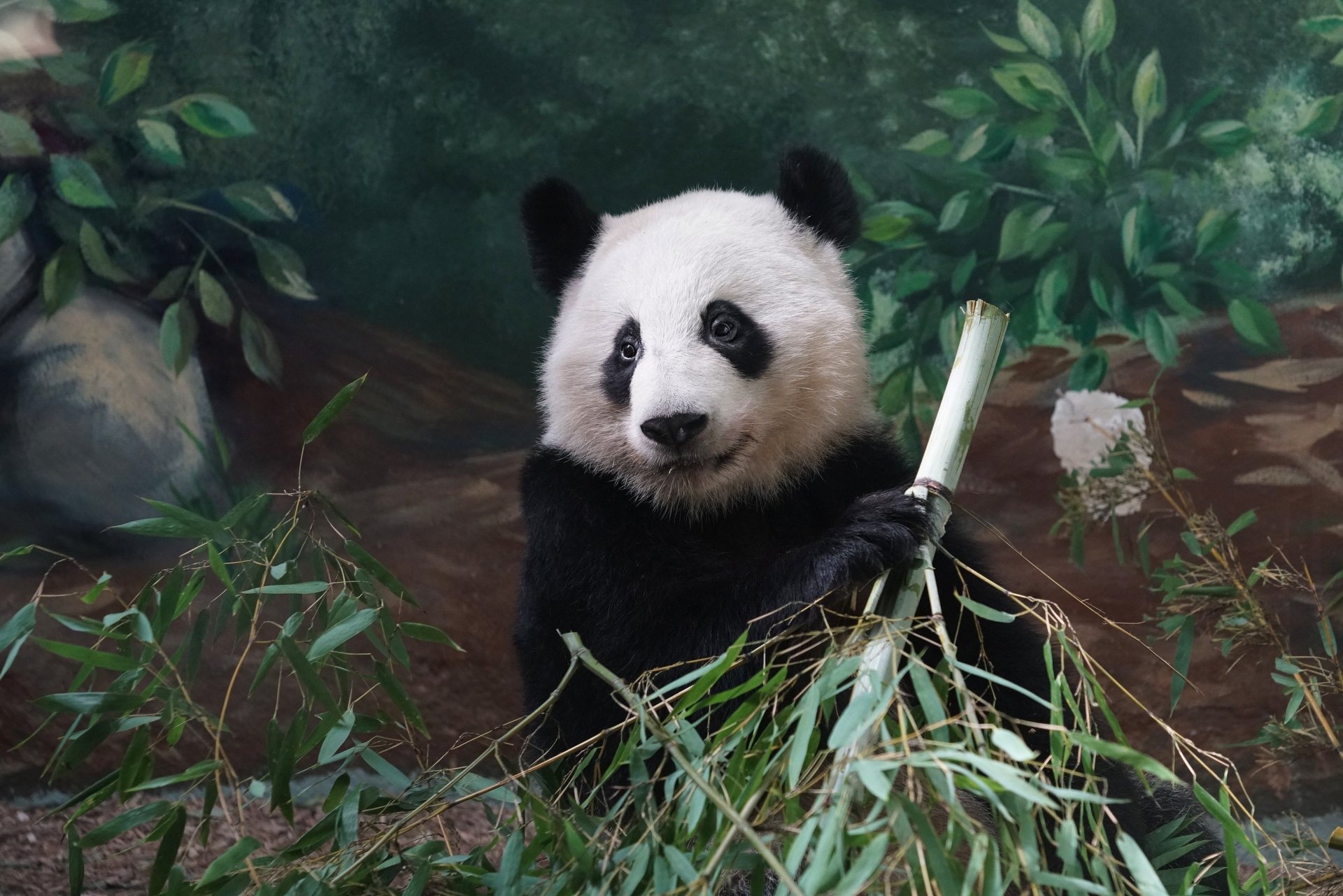 Download Animal Panda HD Wallpaper