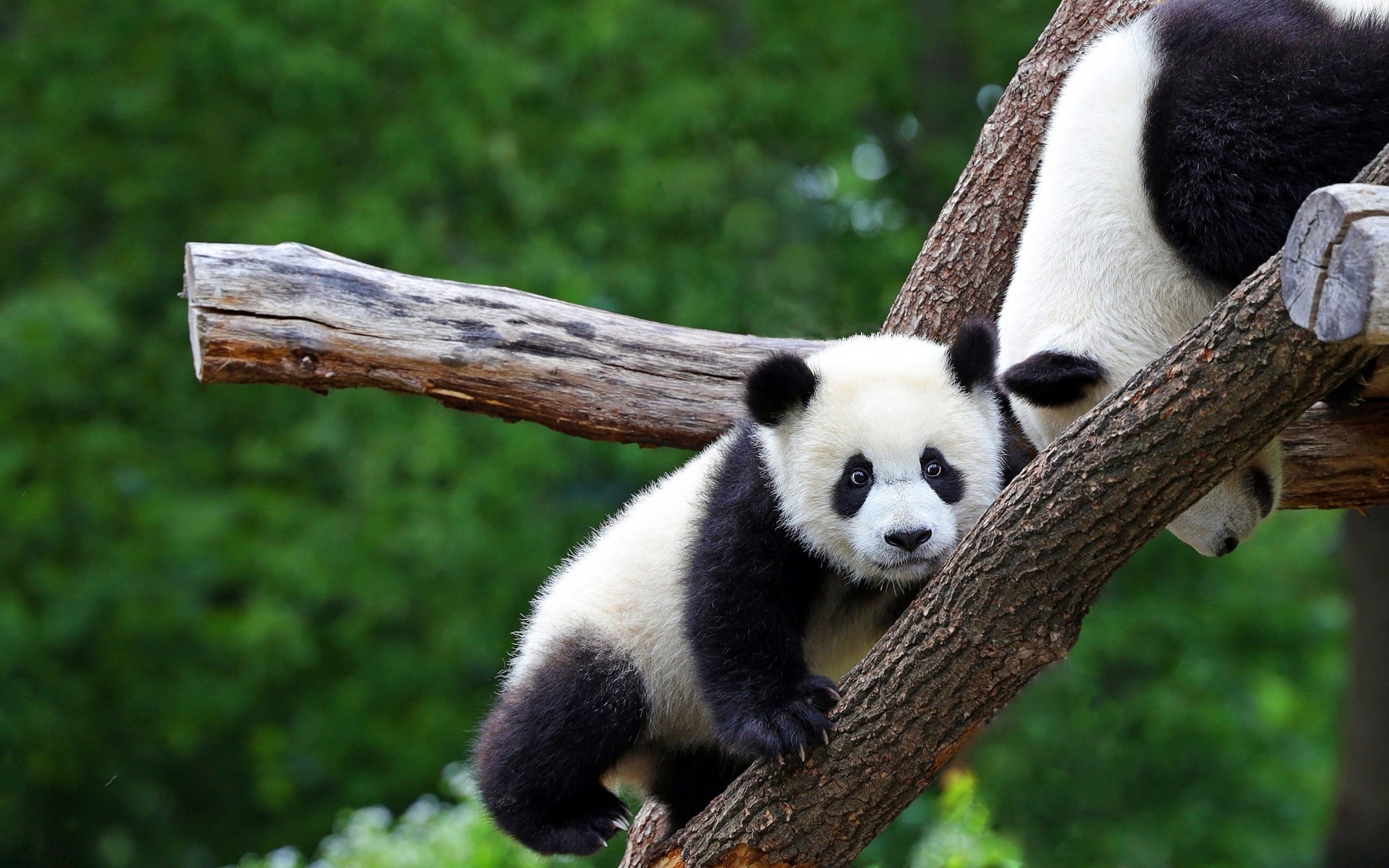 Download Animal Panda HD Wallpaper