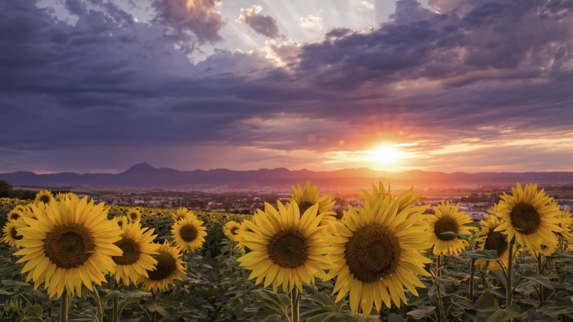 4K Ultra HD — Sunflower Field at Golden Sunrise