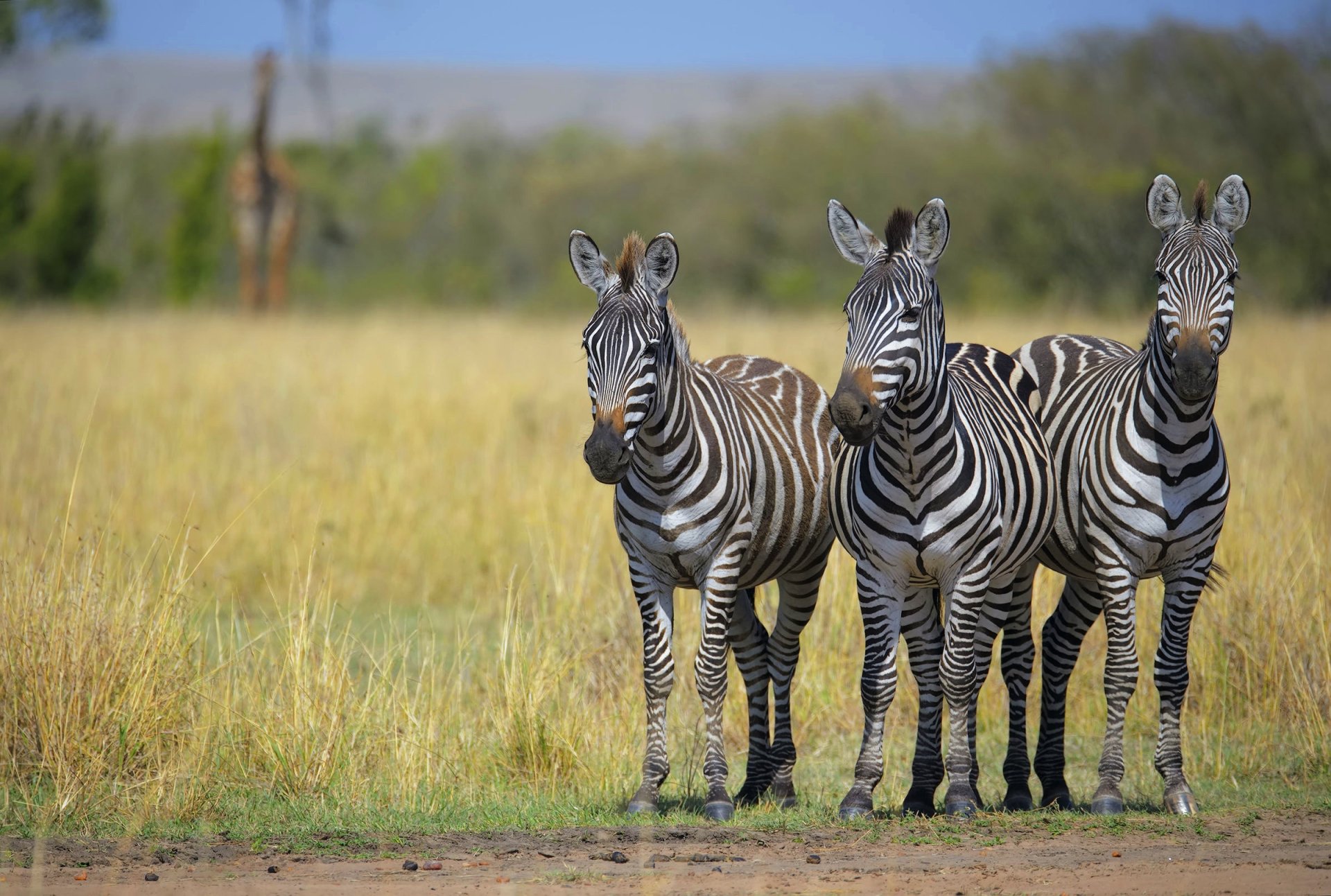 Download Animal Zebra HD Wallpaper