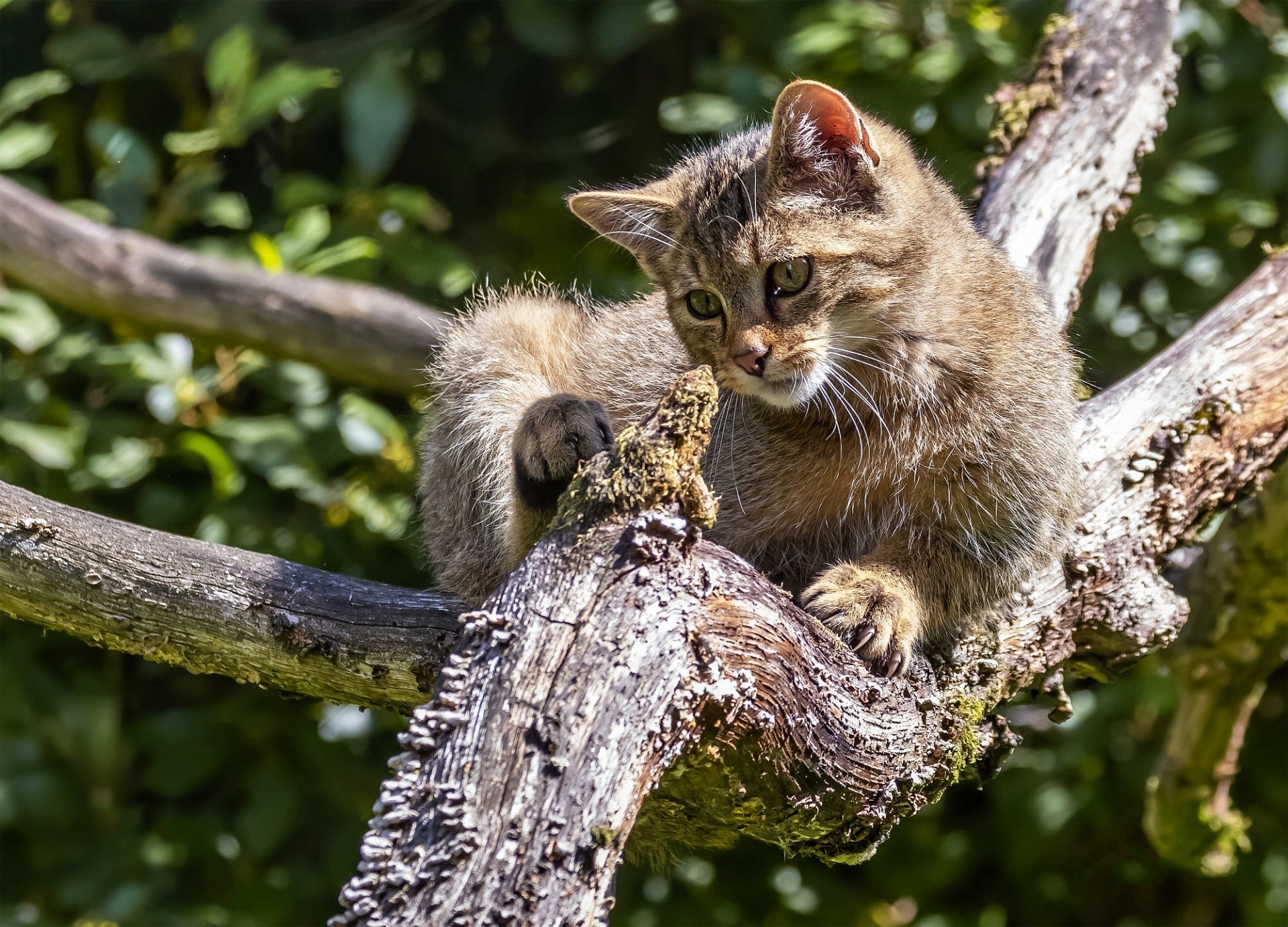 Download Animal Wildcat HD Wallpaper