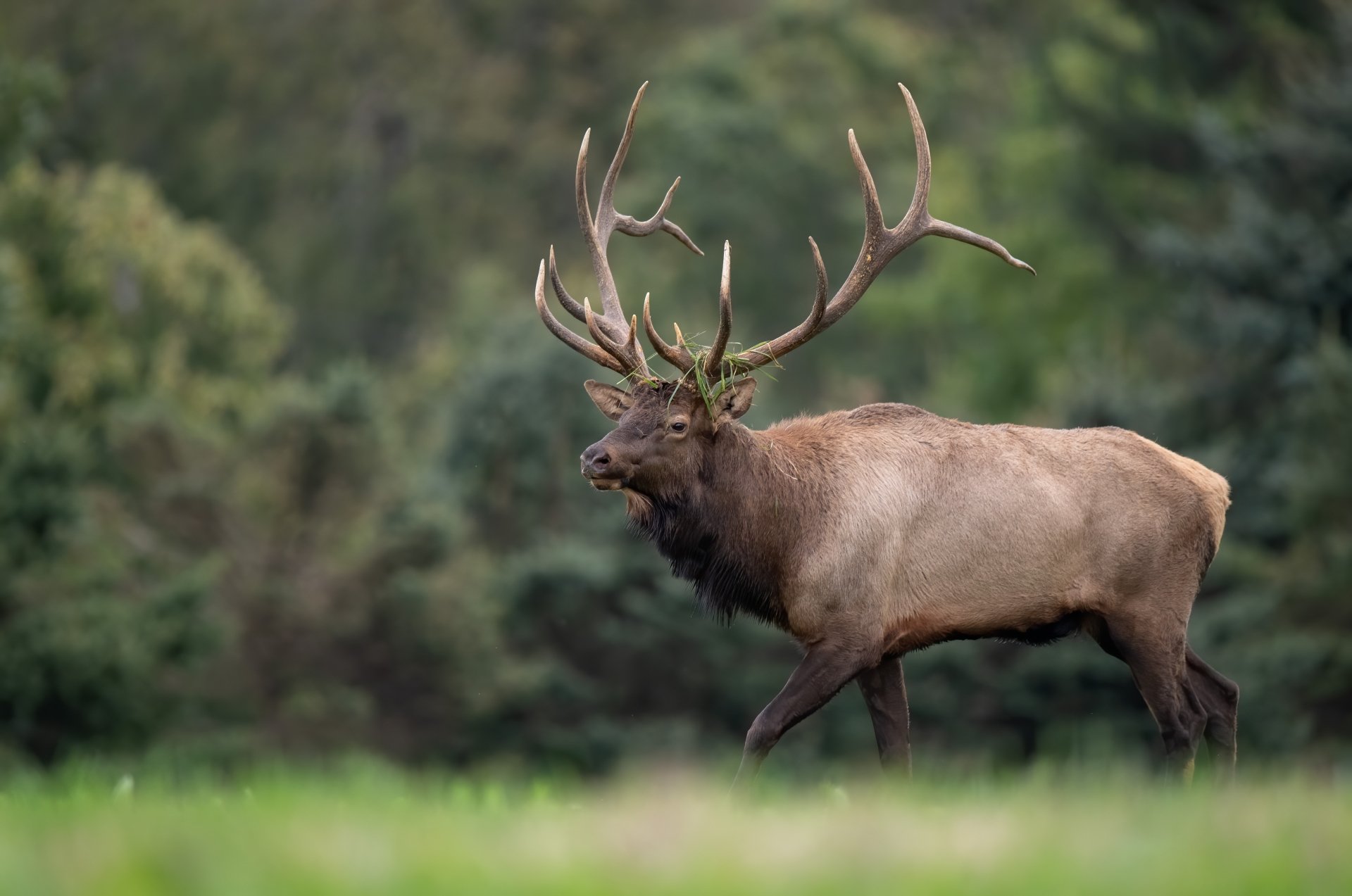 Download Animal Deer 4k Ultra HD Wallpaper