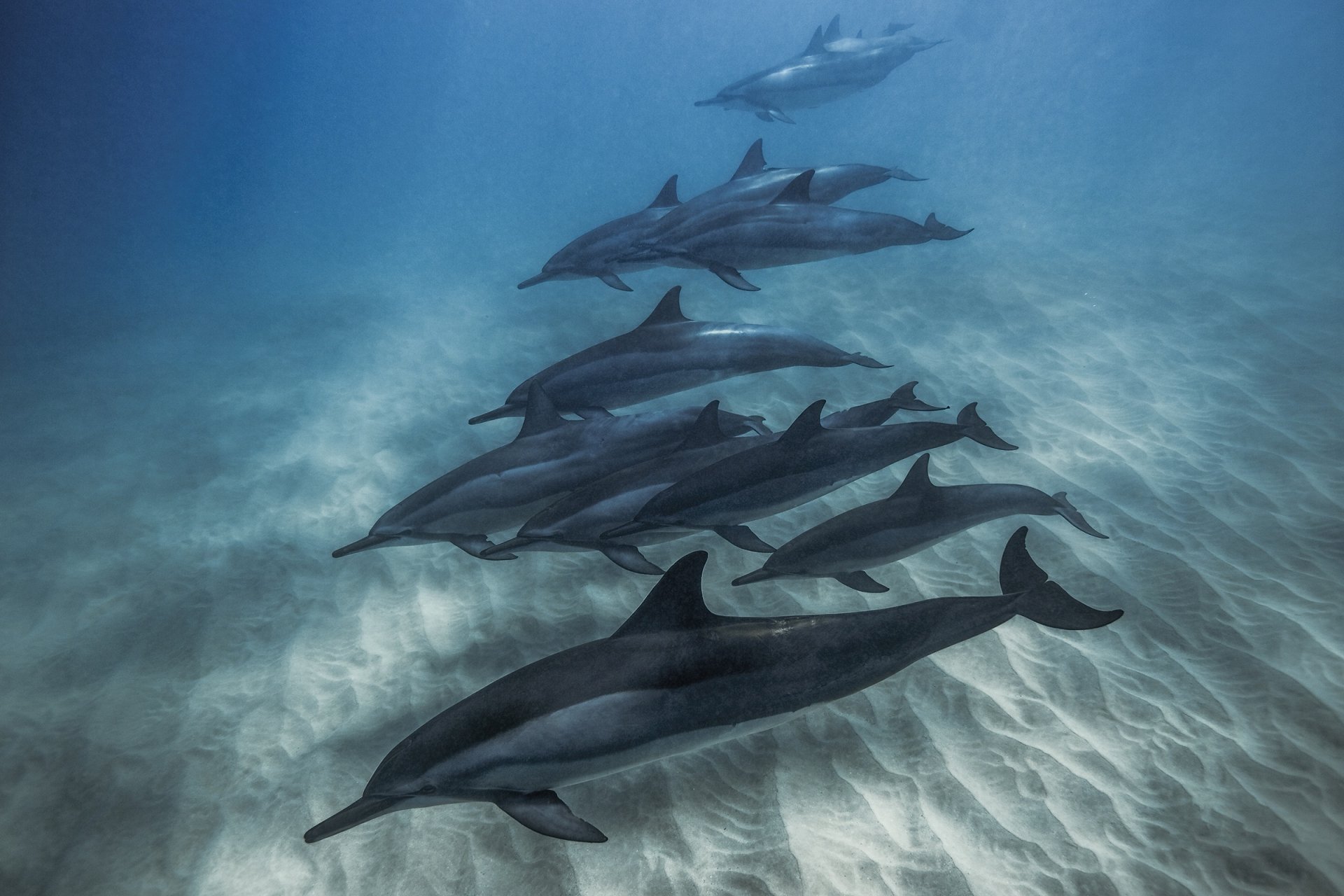 Underwater Dolphin Pod — HD Sea Wallpaper | 2400x1600 | Wallpaper Abyss