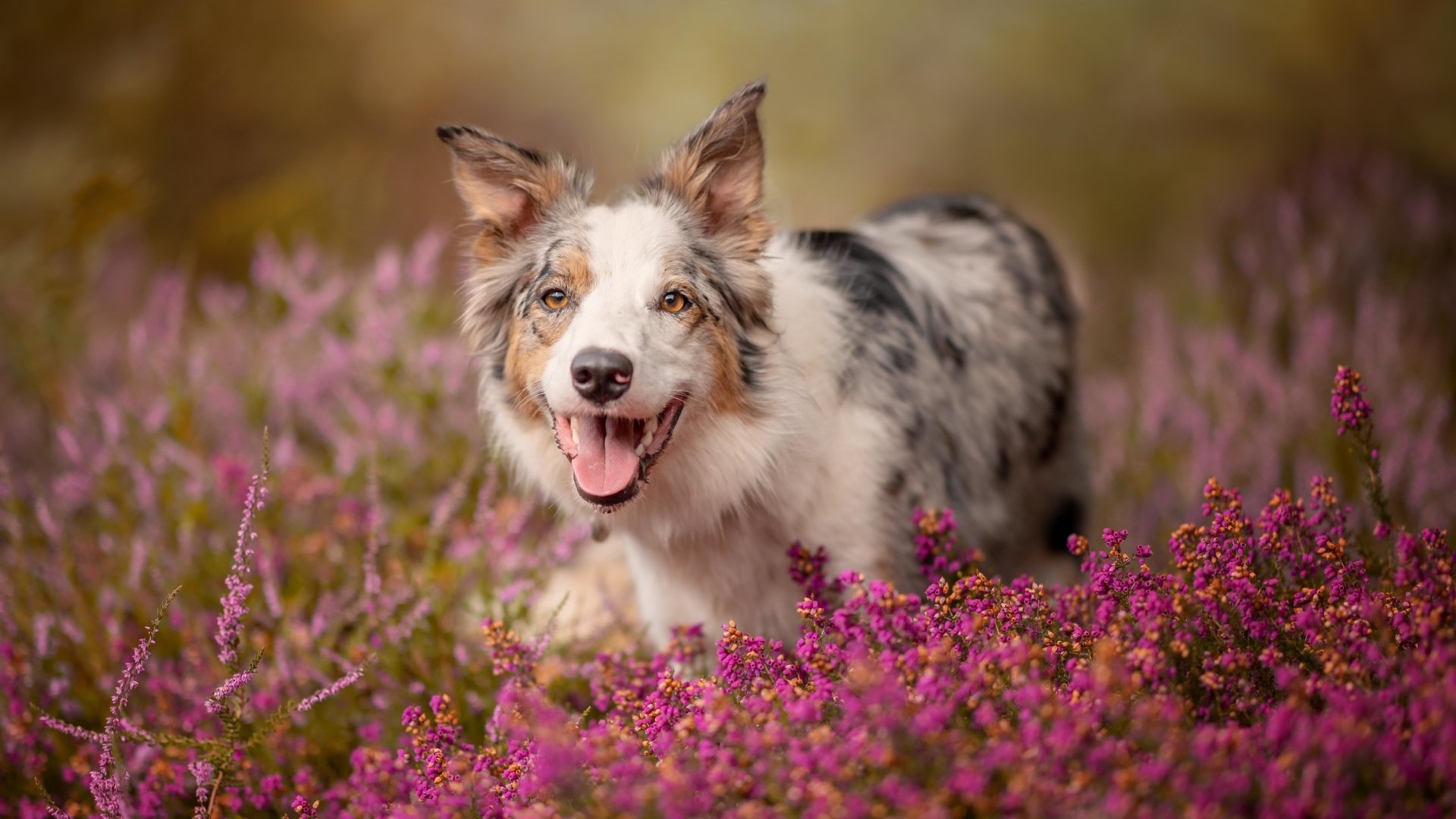 Download Dog Animal Border Collie 4k Ultra HD Wallpaper
