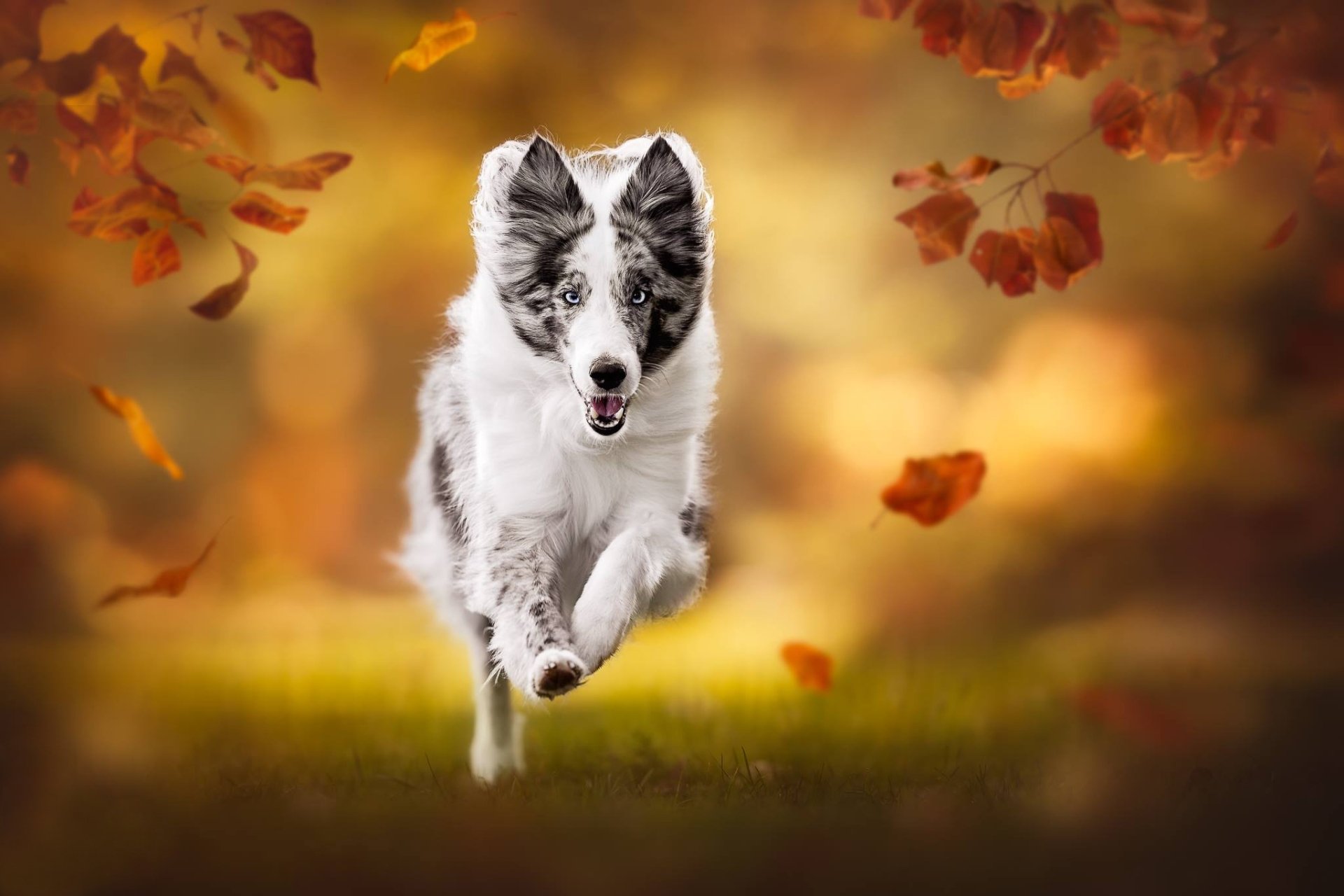 Download Depth Of Field Dog Animal Border Collie HD Wallpaper