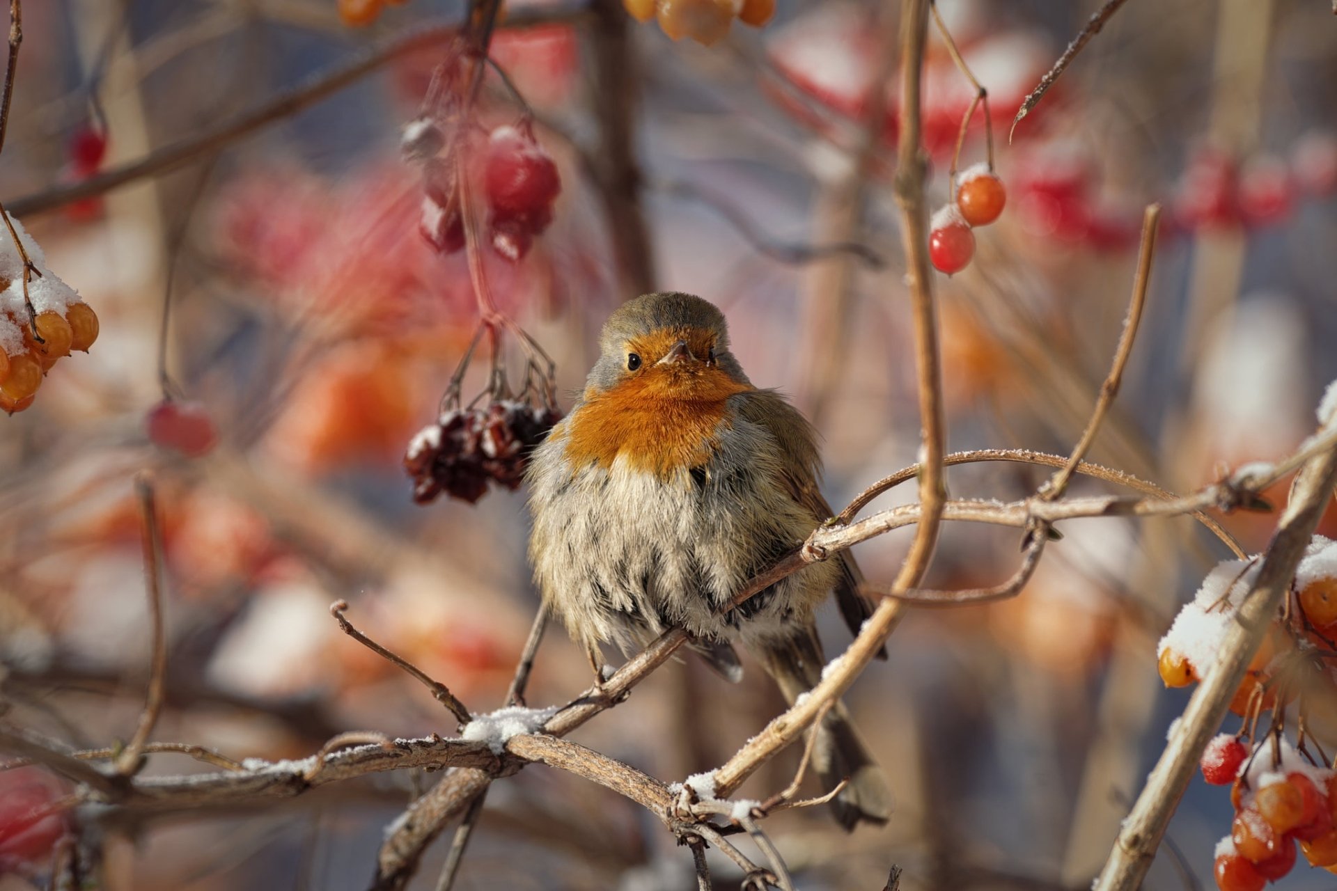 Download Bird Animal Robin HD Wallpaper