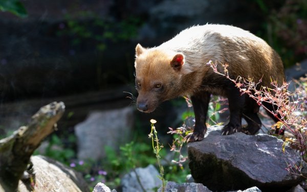 Bush Dog Wallpapers