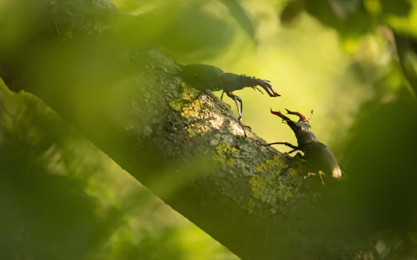 Stag Beetle 4k Wallpapers