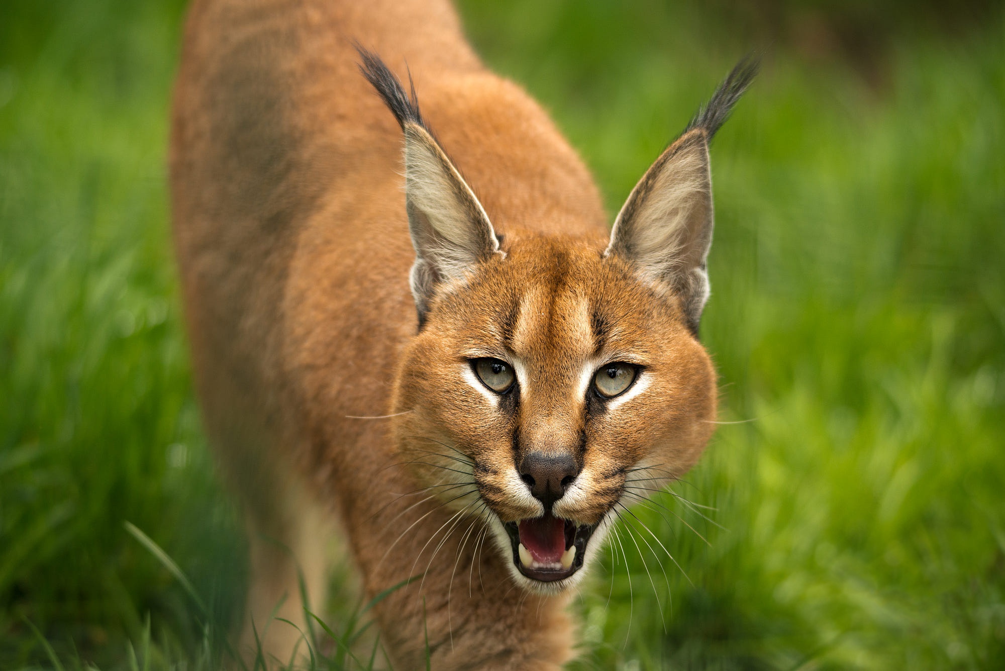 Download Animal Caracal HD Wallpaper