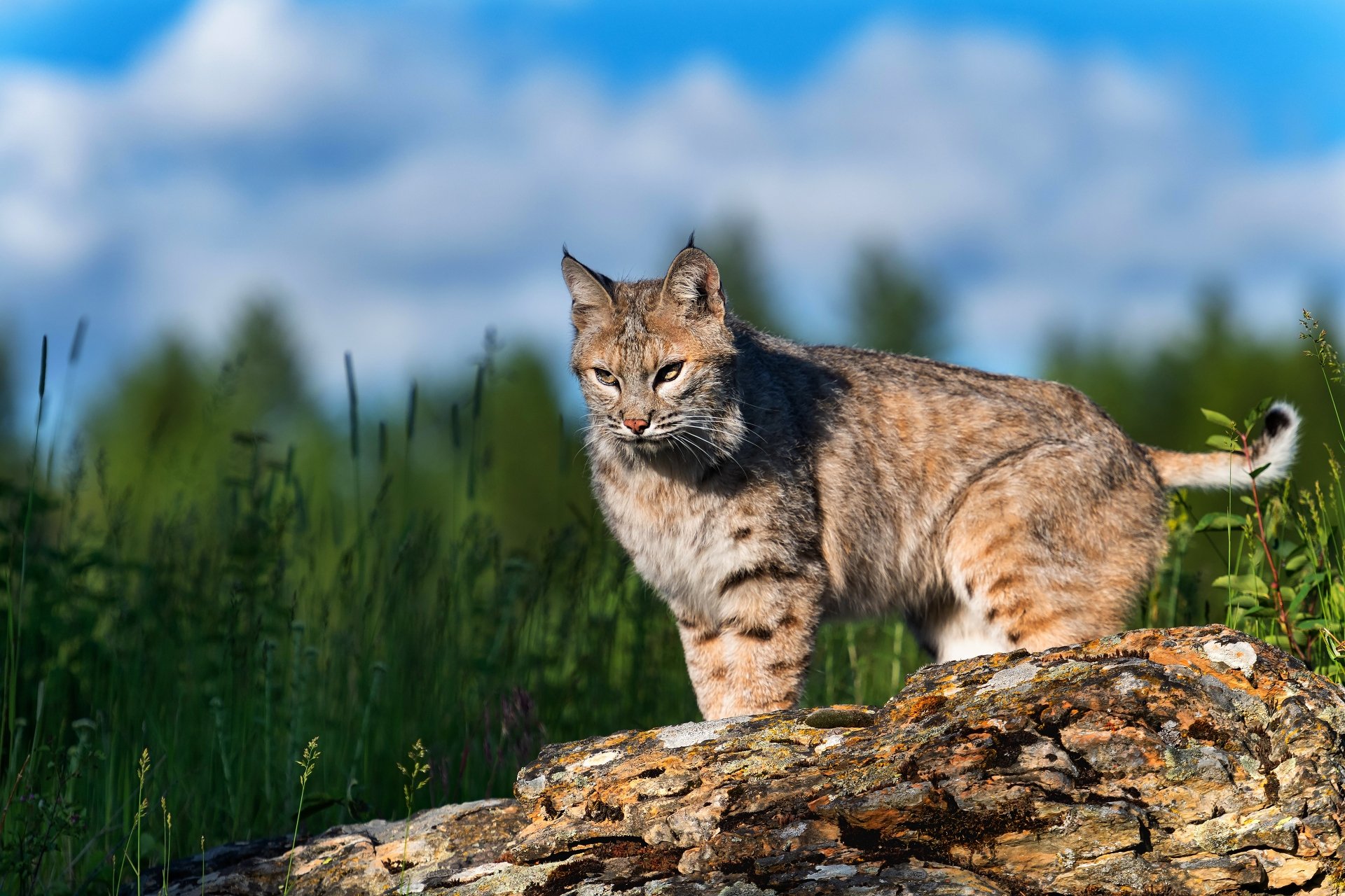 Download Animal Lynx 4k Ultra HD Wallpaper