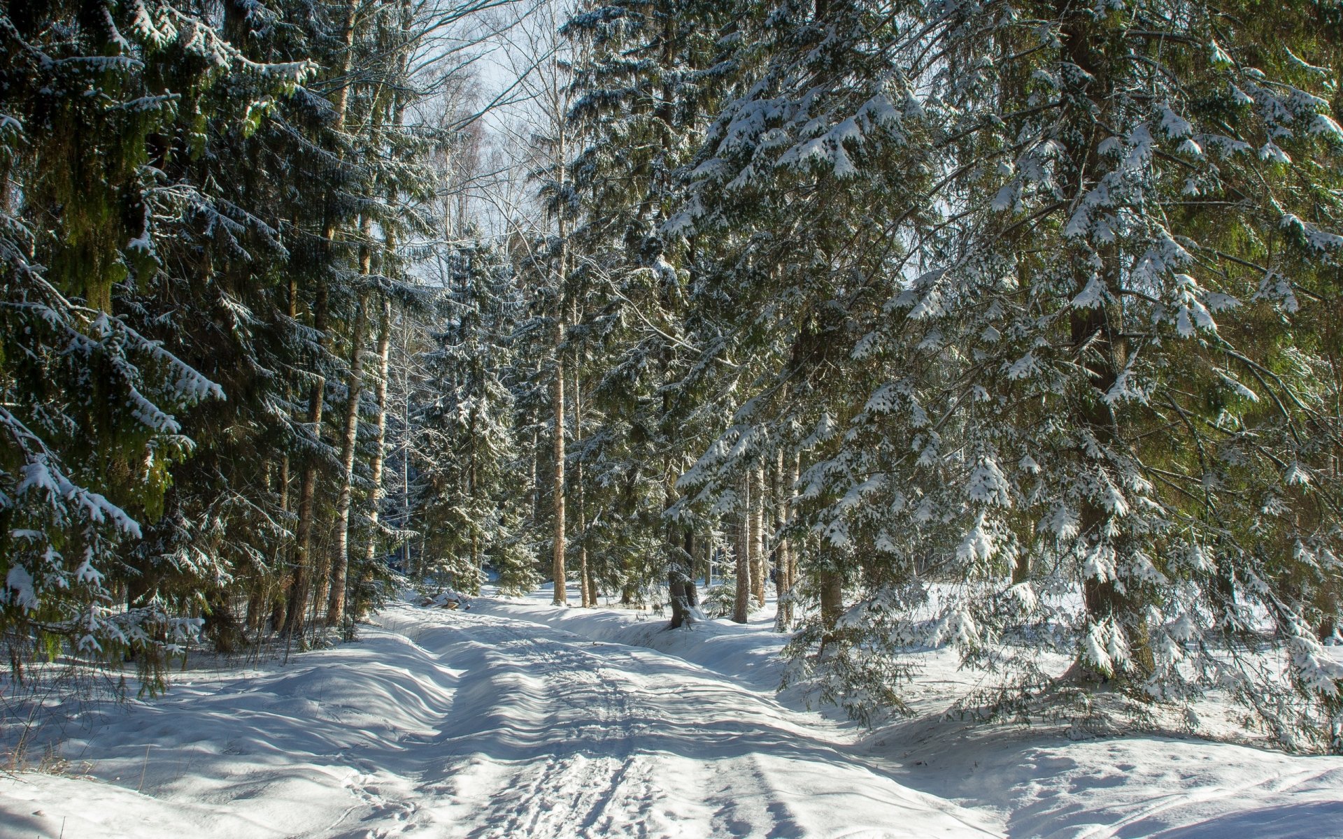 Winter Whisper: HD Snow-Covered Forest Escape