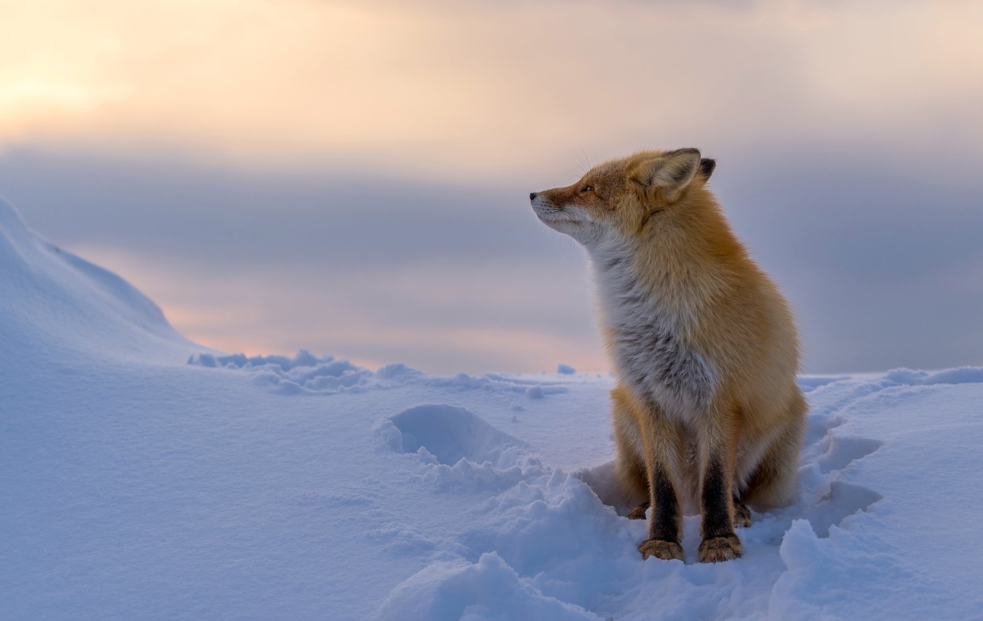 Winter Fox Majesty: Stunning 4K Ultra HD Snow Wilderness Wallpaper