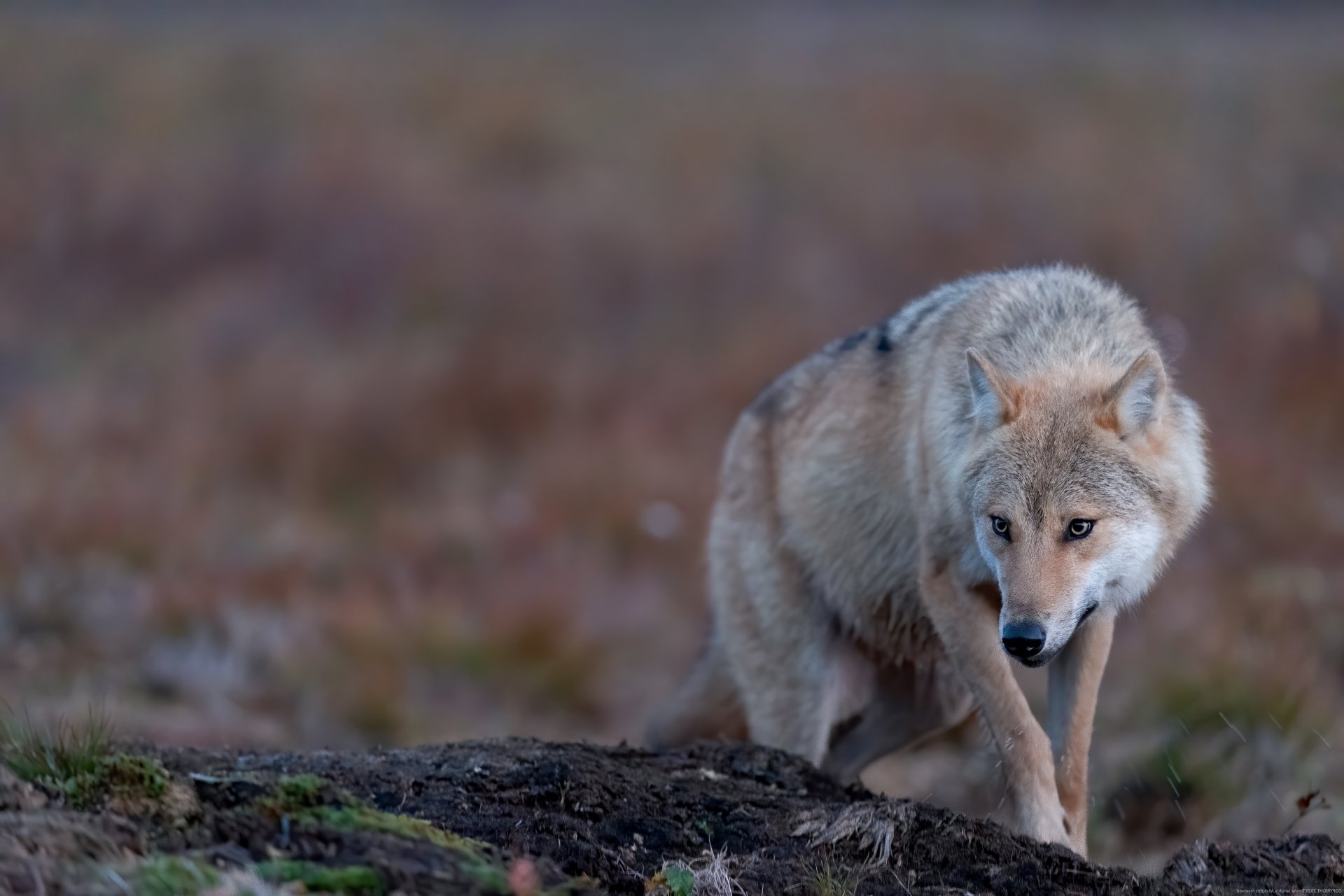 Download Animal Wolf 4k Ultra HD Wallpaper