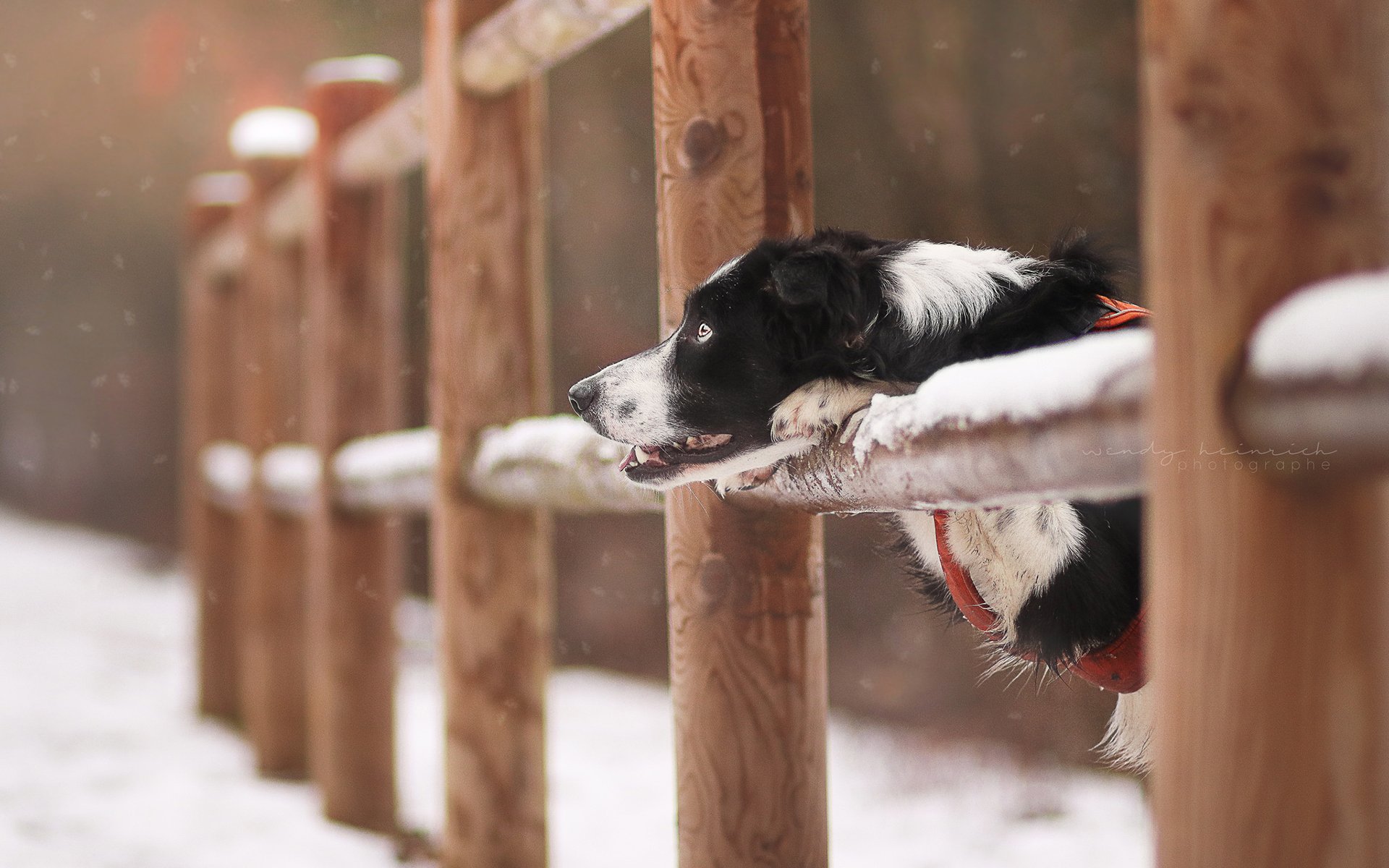 Download Fence Dog Animal Border Collie HD Wallpaper