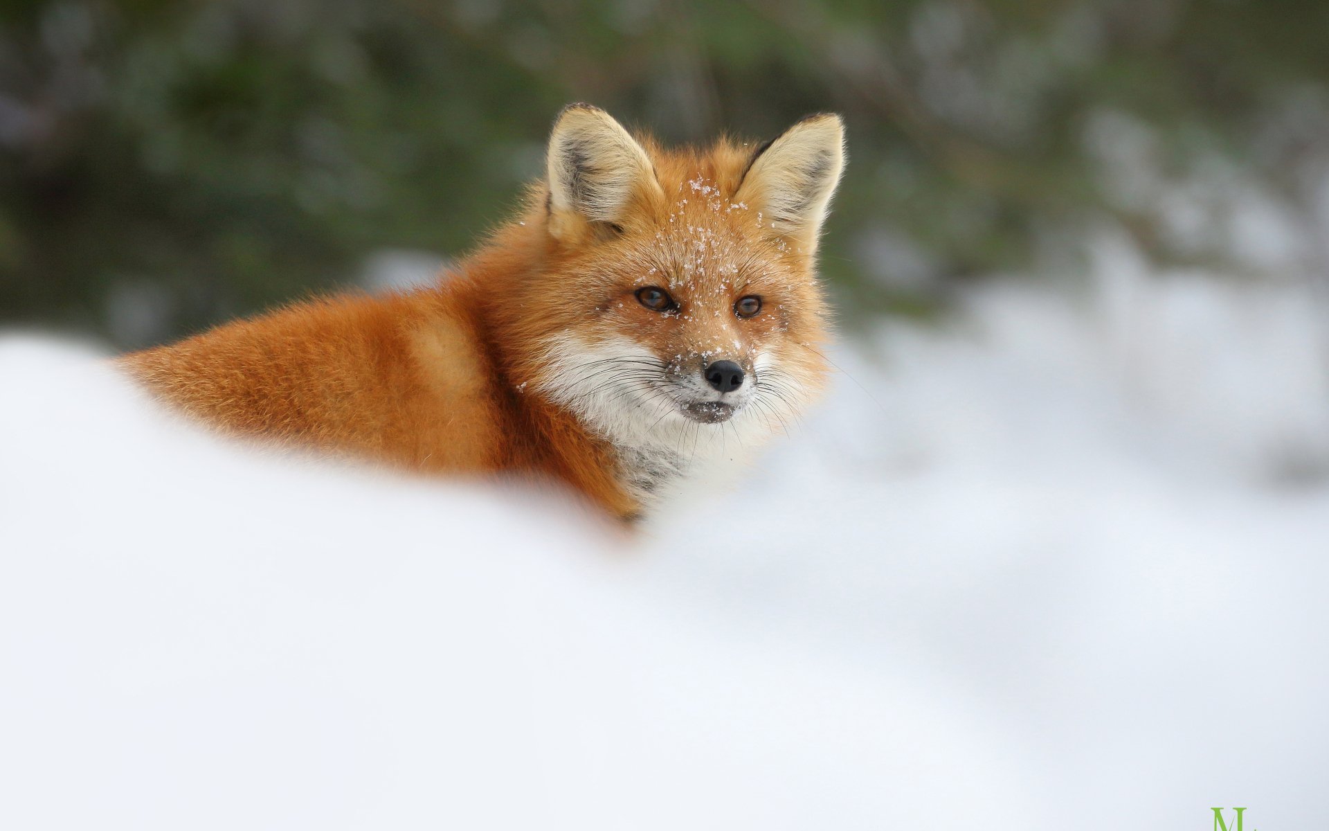Download Snow Animal Fox 4k Ultra HD Wallpaper