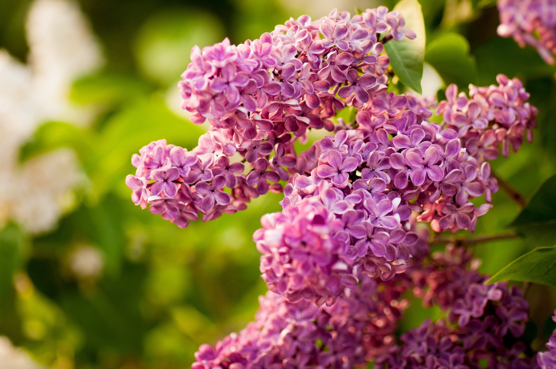 Download Flower Blossom Branch Nature Lilac HD Wallpaper