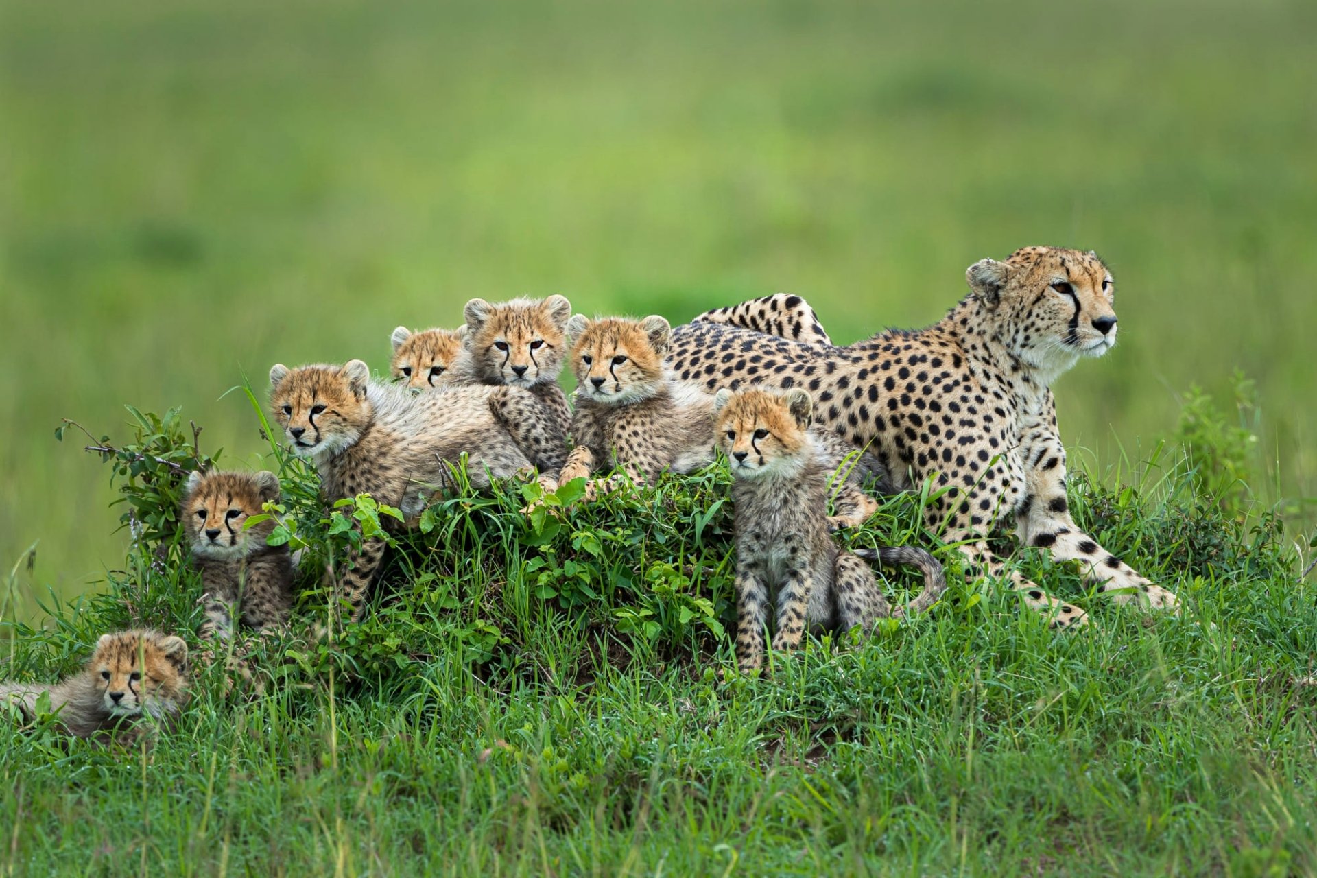 Download Cub Baby Animal Animal Cheetah HD Wallpaper