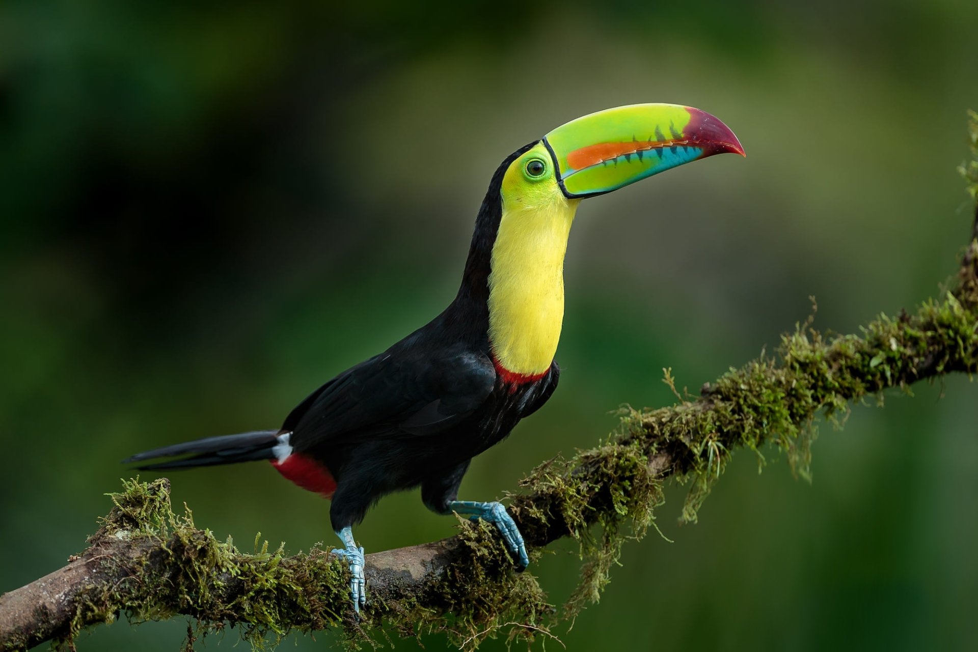 Rainbow-Billed Toucan — HD Wildlife Wallpaper | 2000x1334 | Wallpaper Abyss