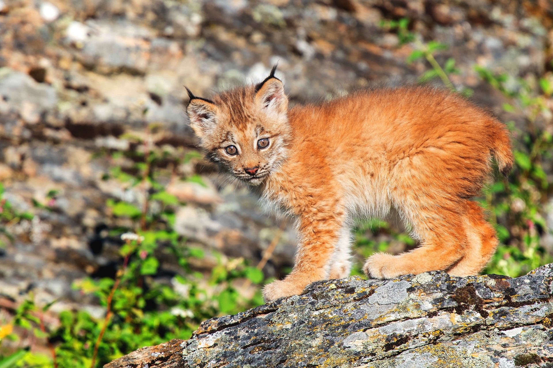Download Baby Animal Cub Animal Lynx 4k Ultra HD Wallpaper