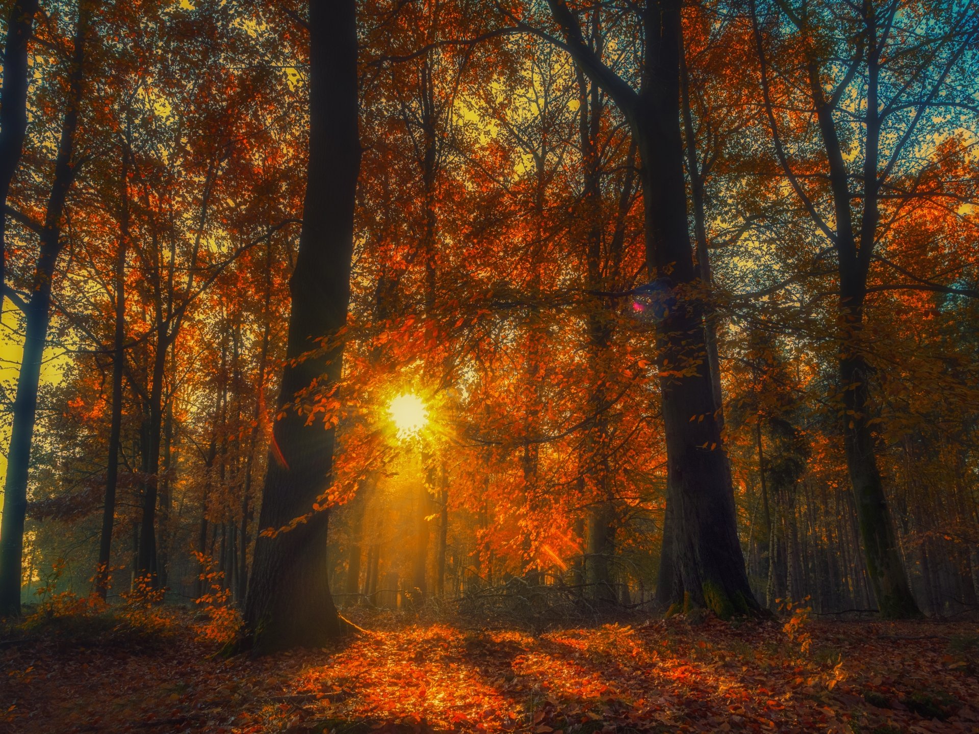 Download Sunbeam Sunlight Forest Nature Fall 4k Ultra HD Wallpaper