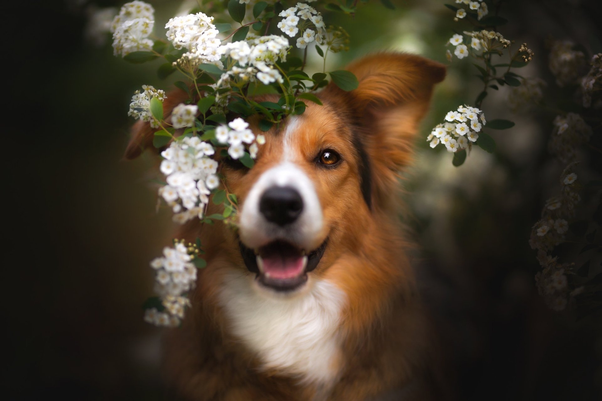 Download White Flower Dog Animal Border Collie HD Wallpaper
