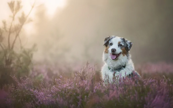 Download Heather Lüneburg Heath Flower Nature Path HD Wallpaper