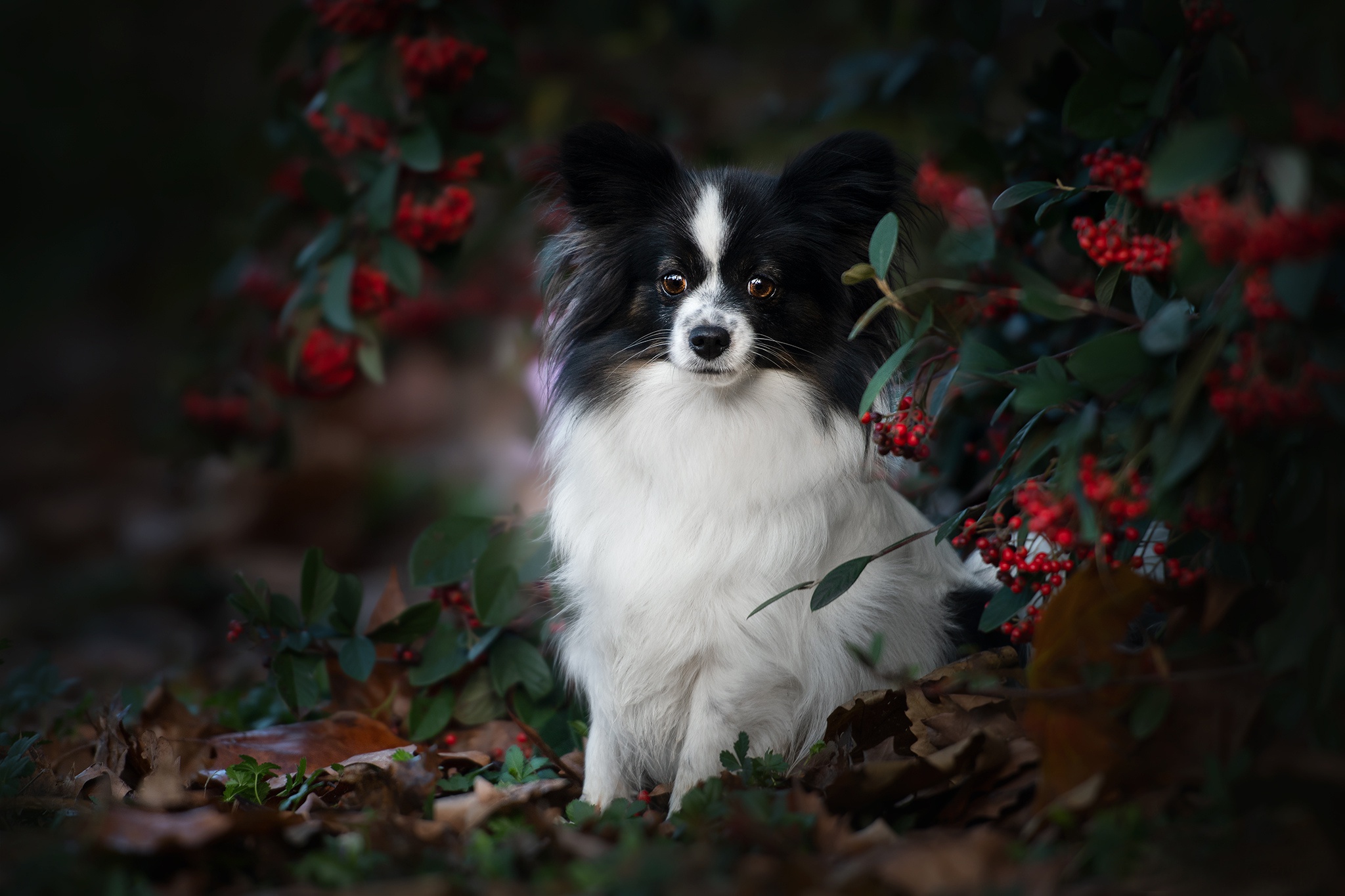 Papillon Dog Wallpaper 27 Papillon Photos, Download The BEST Free