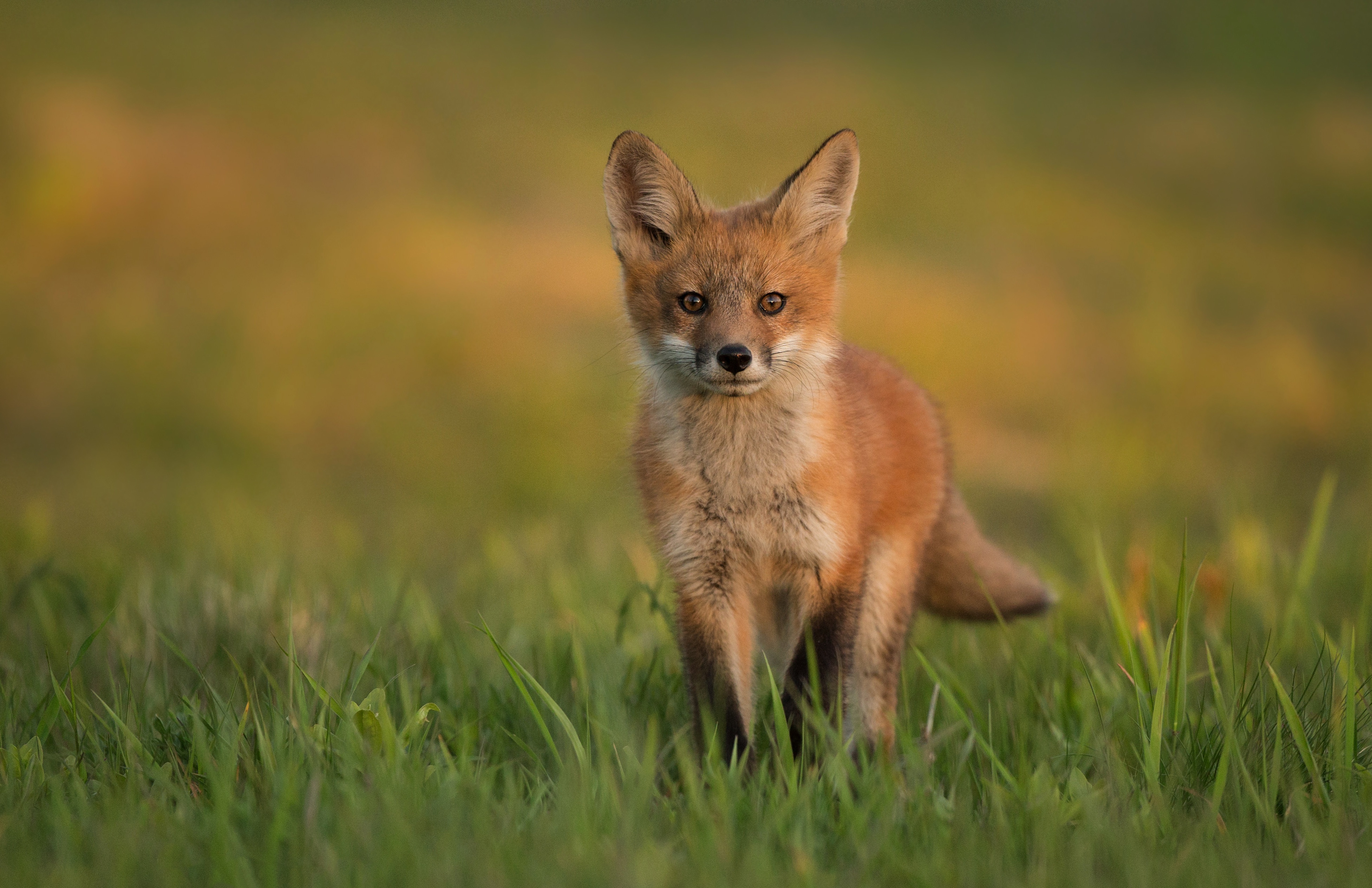 Download Animal Fox 4k Ultra HD Wallpaper