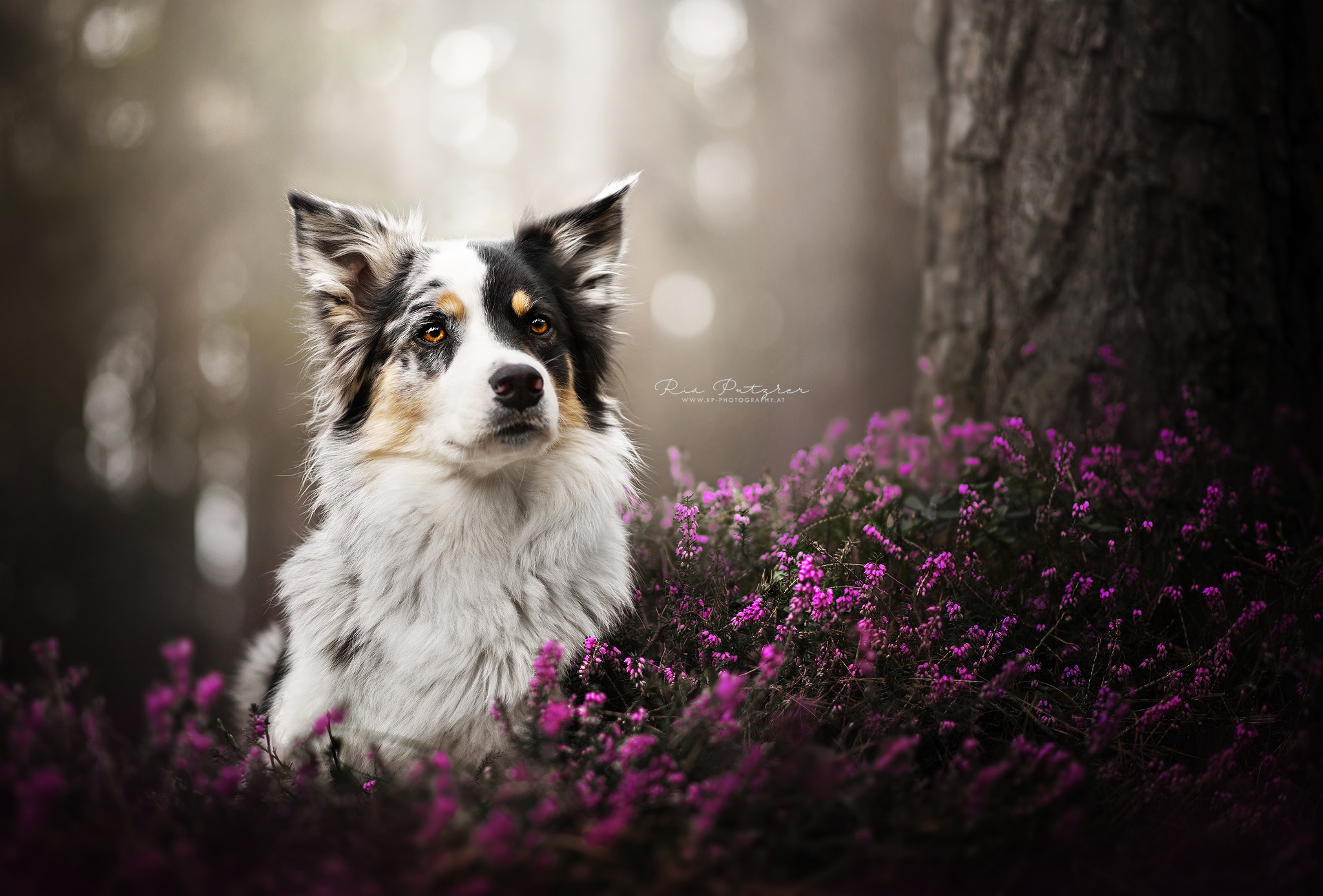 Download Bokeh Heather Dog Animal Australian Shepherd HD Wallpaper