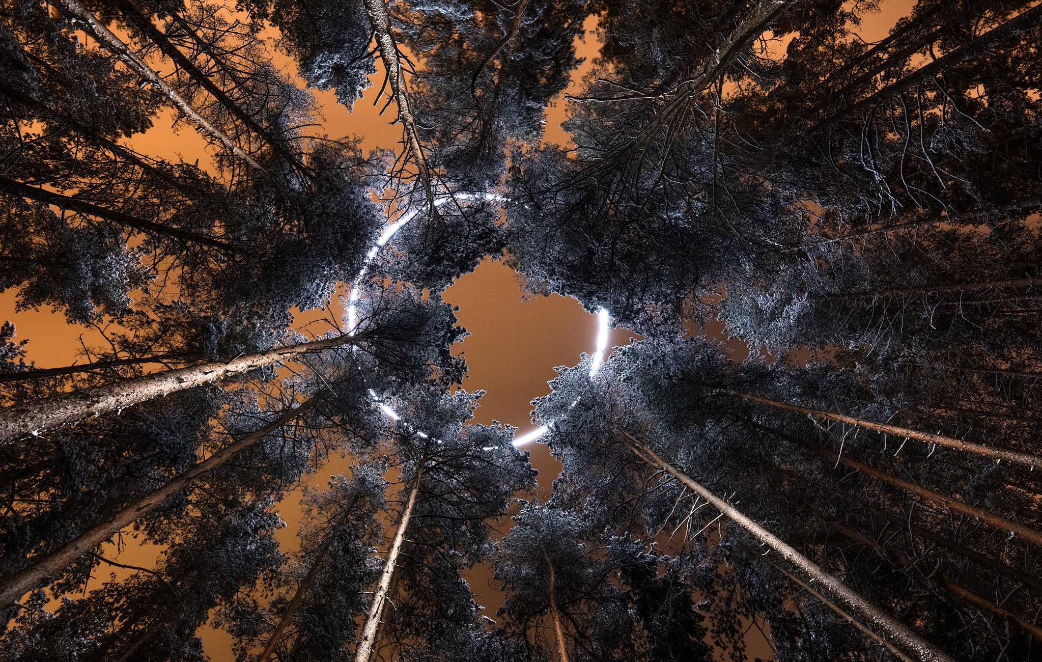 Download Nature Trunk Sky Tree HD Wallpaper