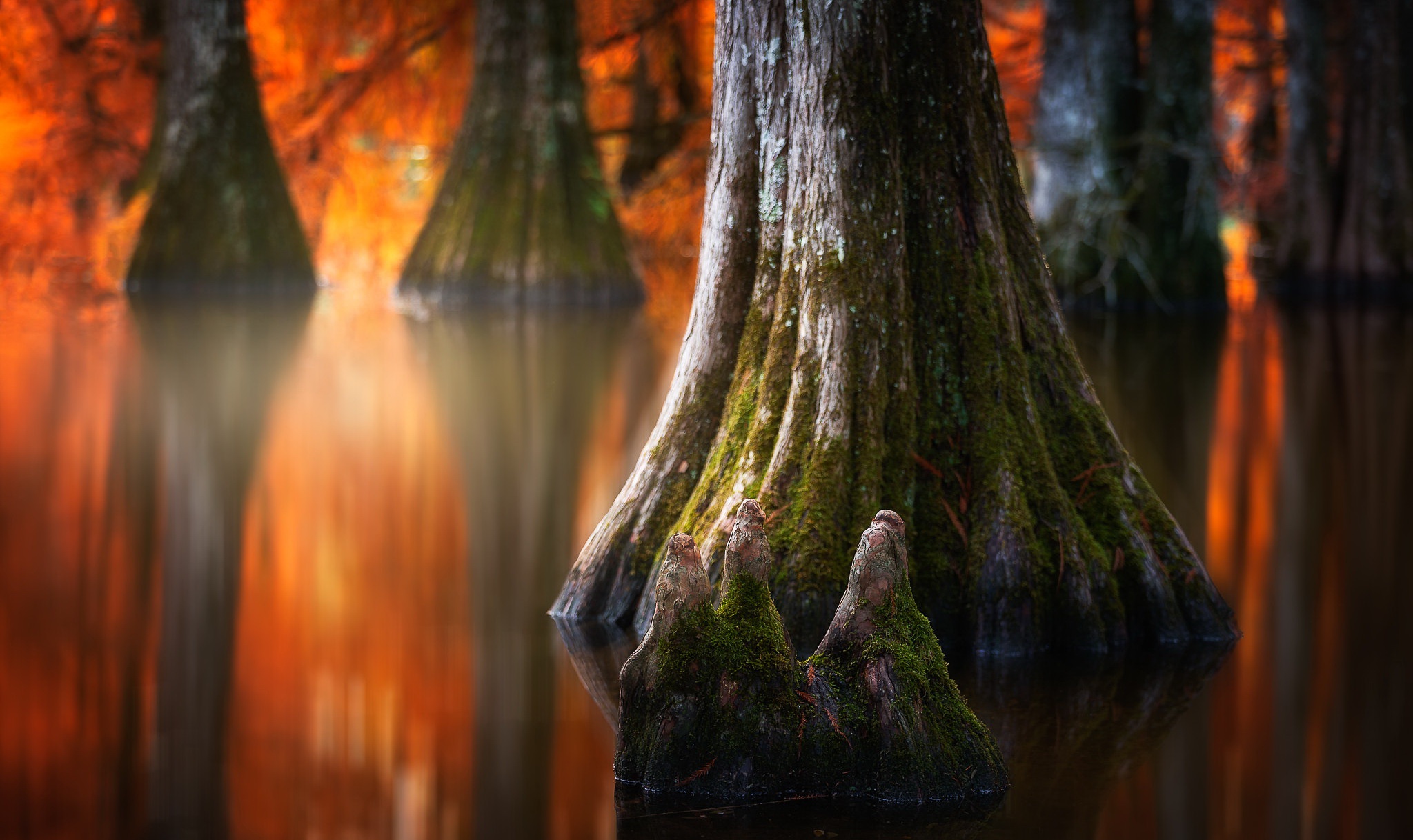 Download Reflection Water Trunk Nature Tree Fall Moss HD Wallpaper