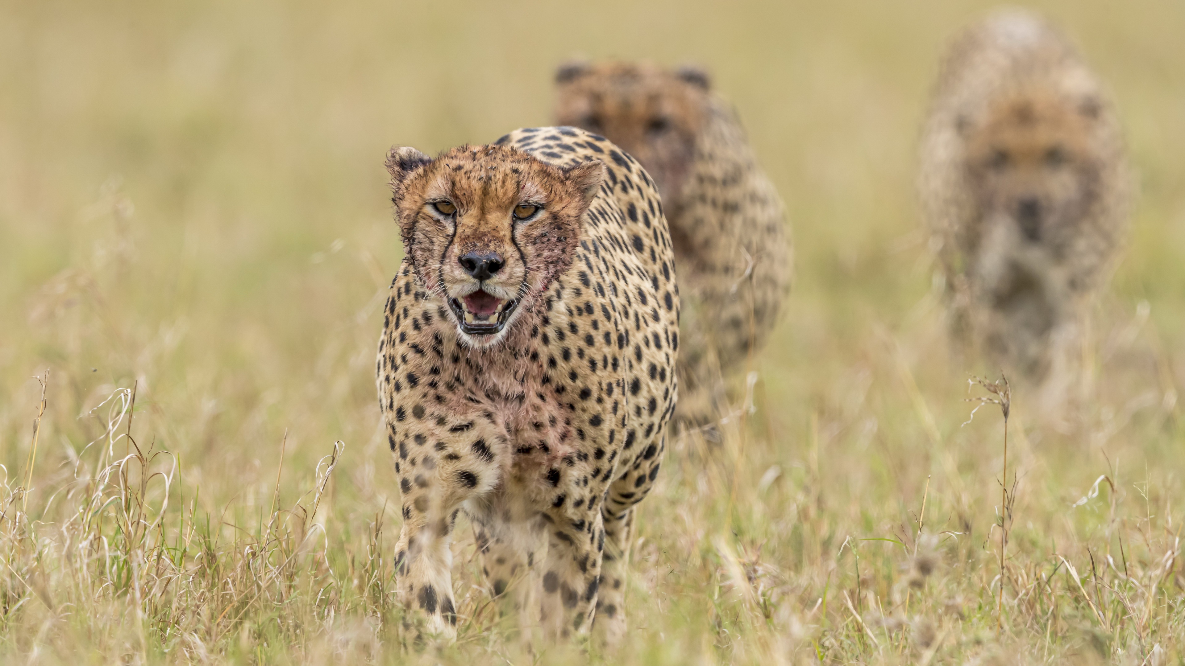 Download Animal Cheetah 4k Ultra HD Wallpaper