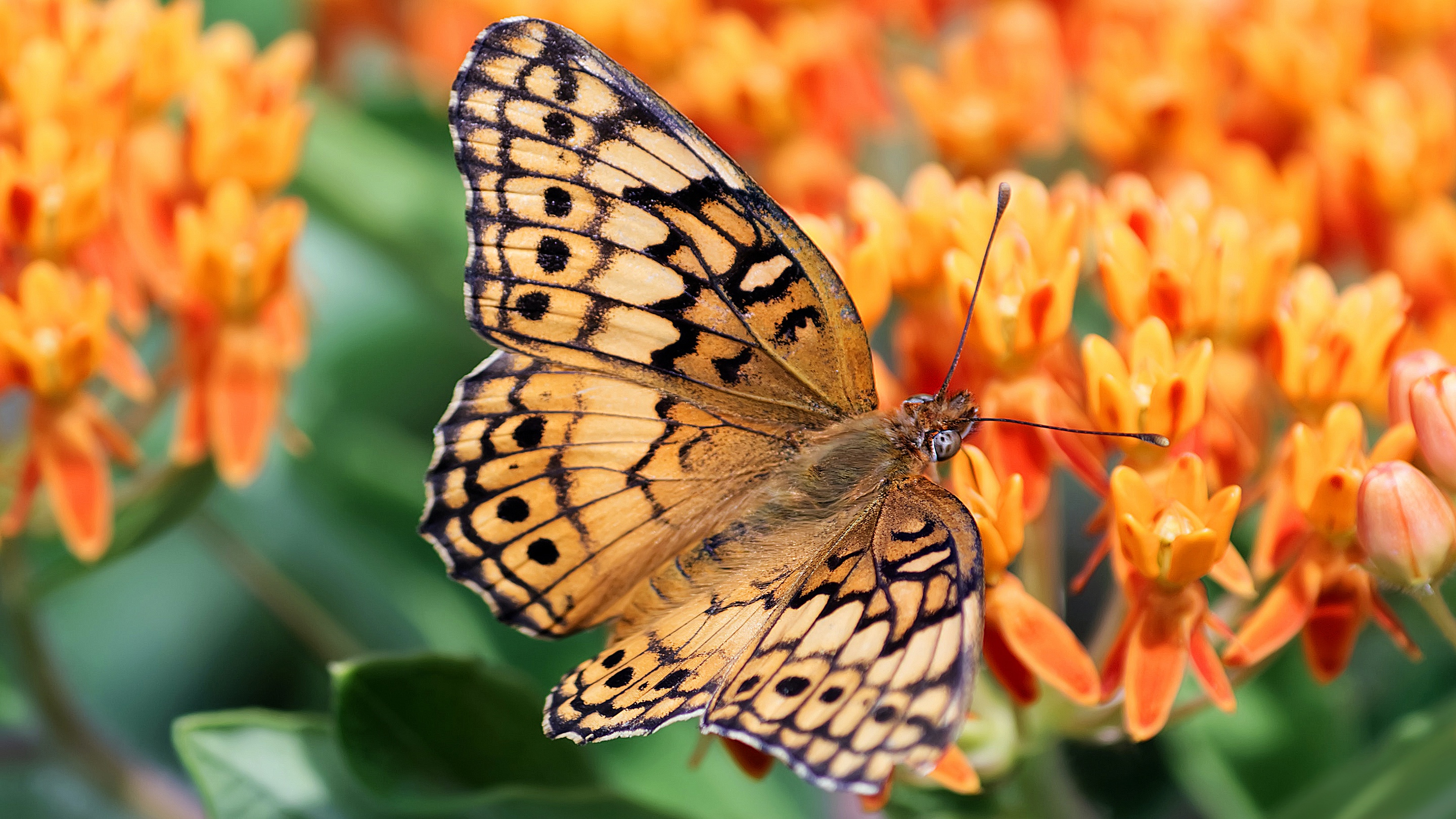 Vibrant Macro Butterfly on Blooming Orange Flowers – HD Nature Wallpaper