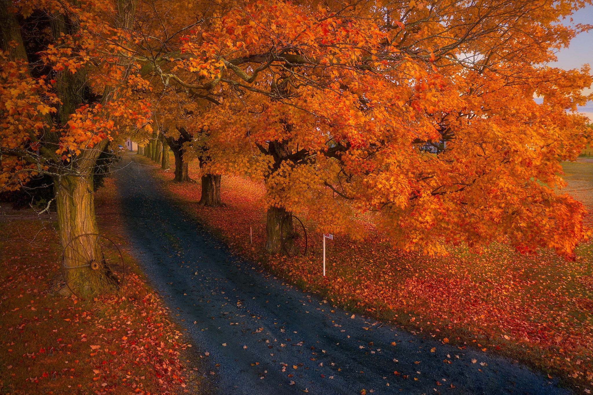 Road Through Fall Trees Wallpaper