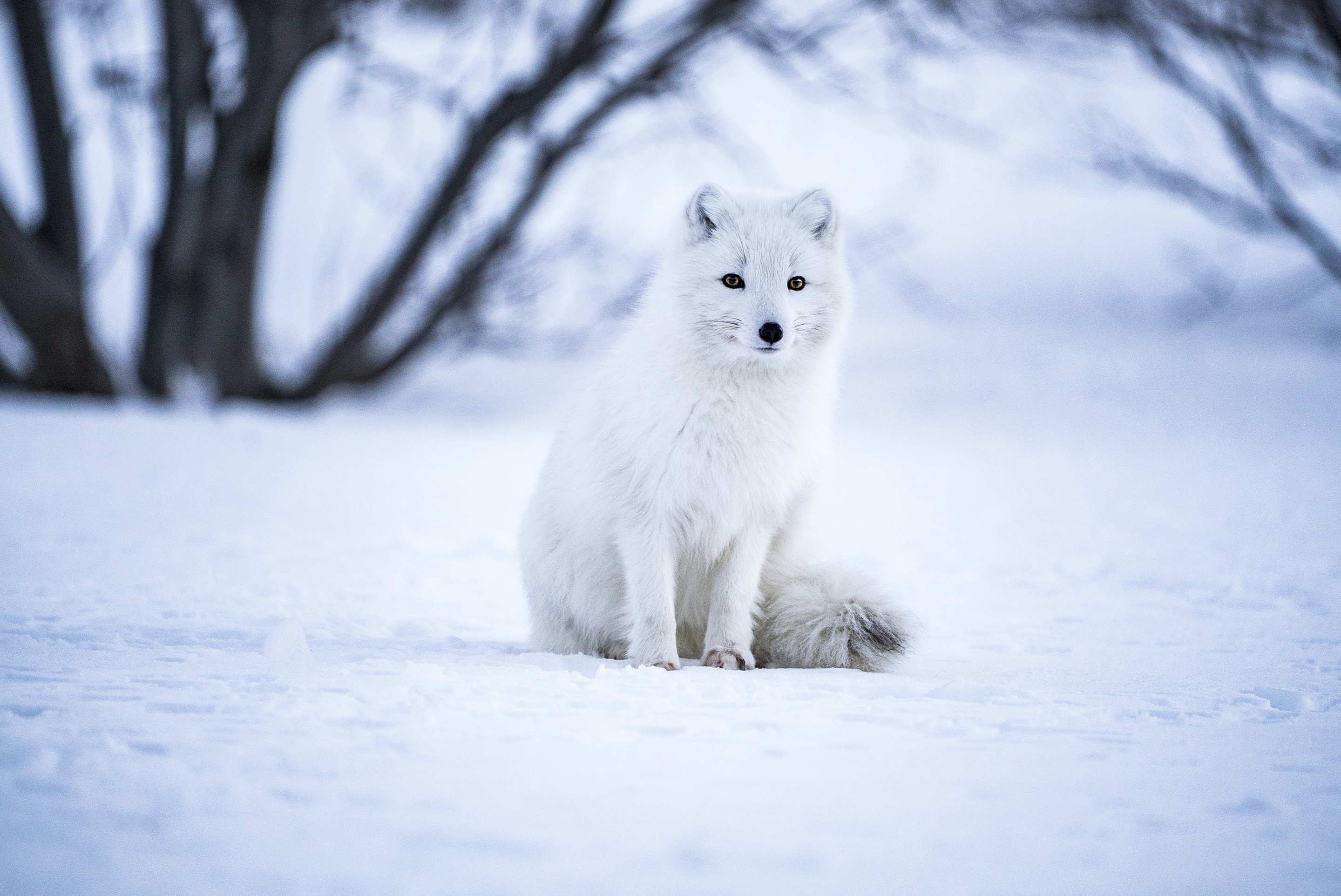 Download Snow Fox Animal Arctic Fox HD Wallpaper